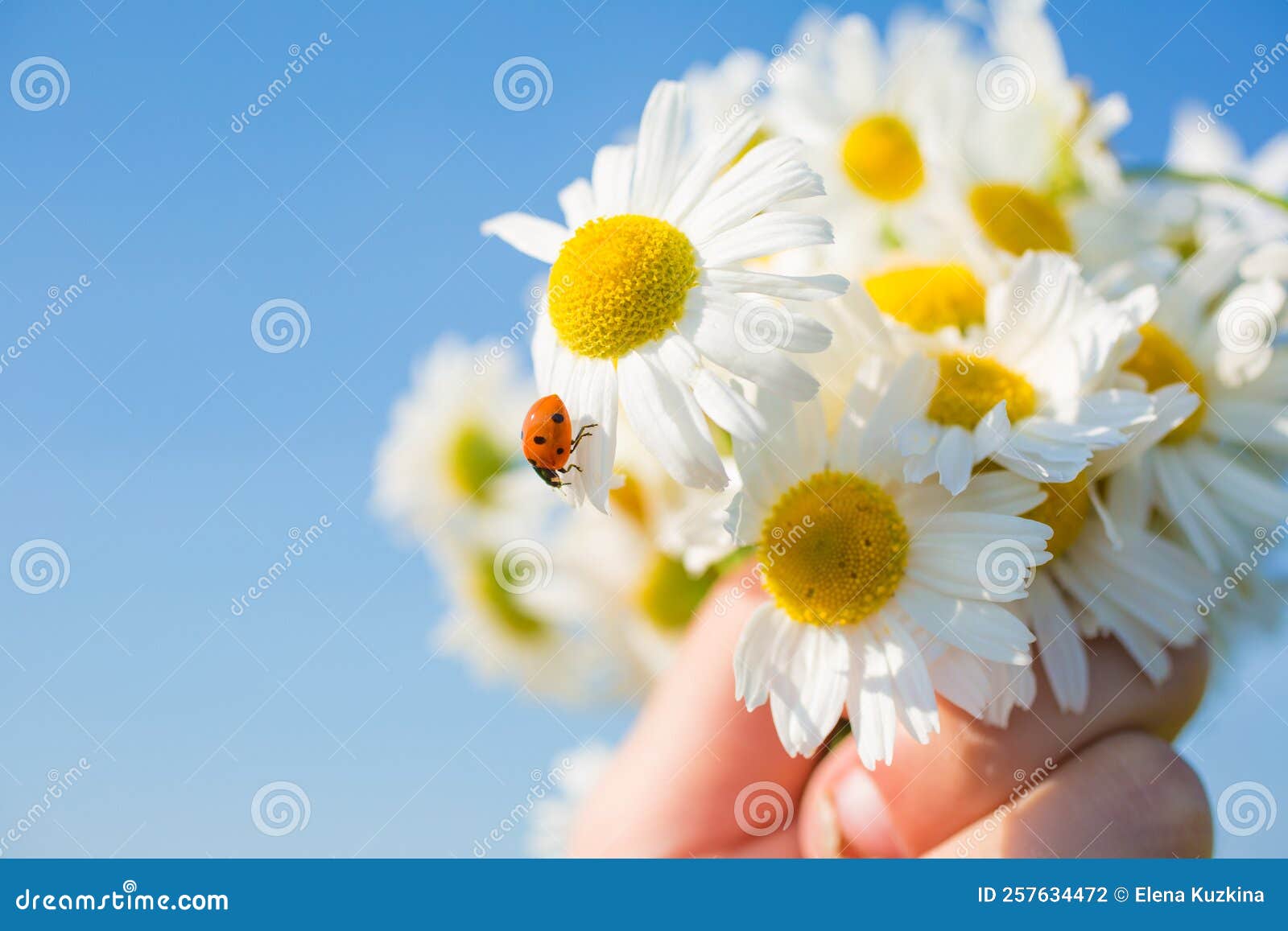 Ladybug on chamomile stock photo. Image of yellow, nature - 257634472