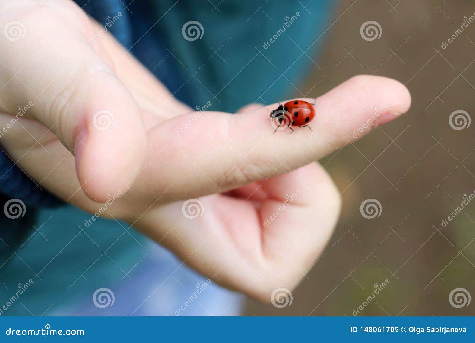 Ladybug on the Child`s Finger Stock Image - Image of lady, insect ...
