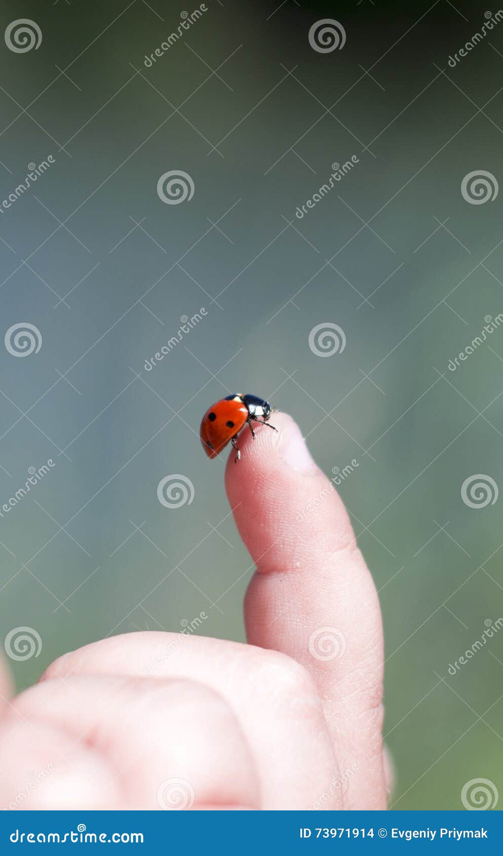 Ladybug on the Child S Finger Stock Photo - Image of finger, close ...