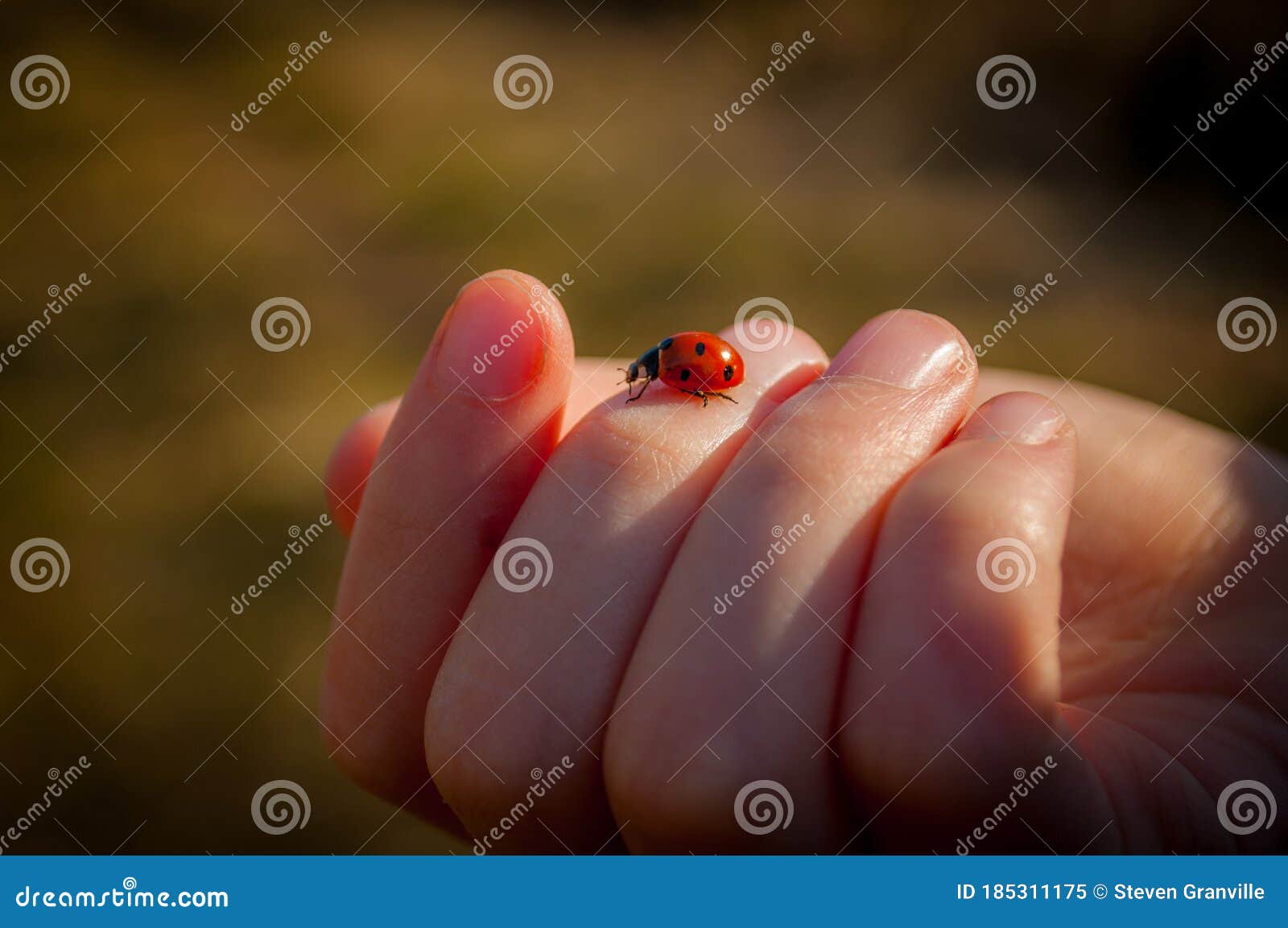 Ladybug on Child`s Hand with Blurred Background Stock Image - Image of ...