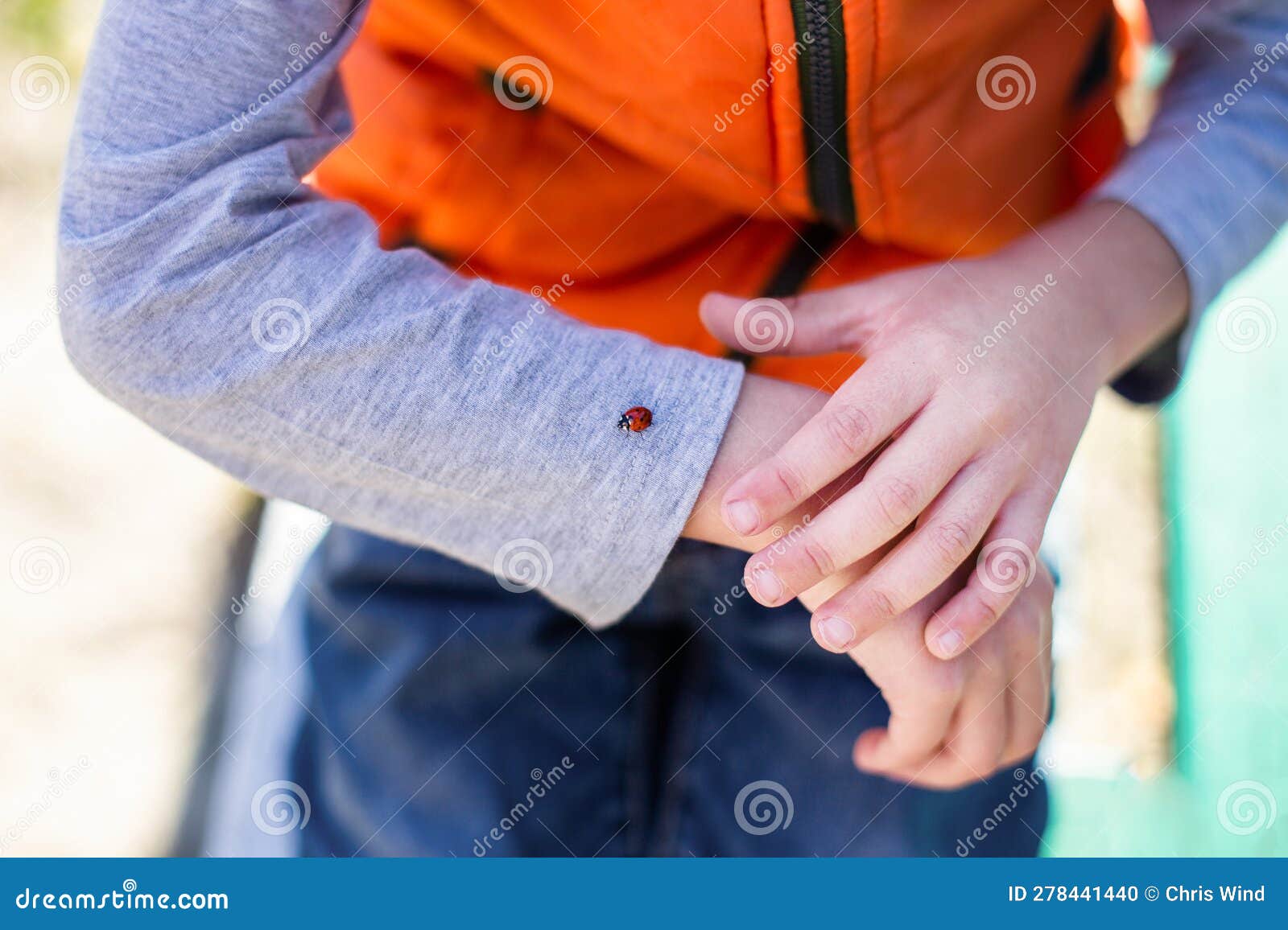 Ladybug in Children S Hands. Boy Carefully Holding Little Bug Beetle ...