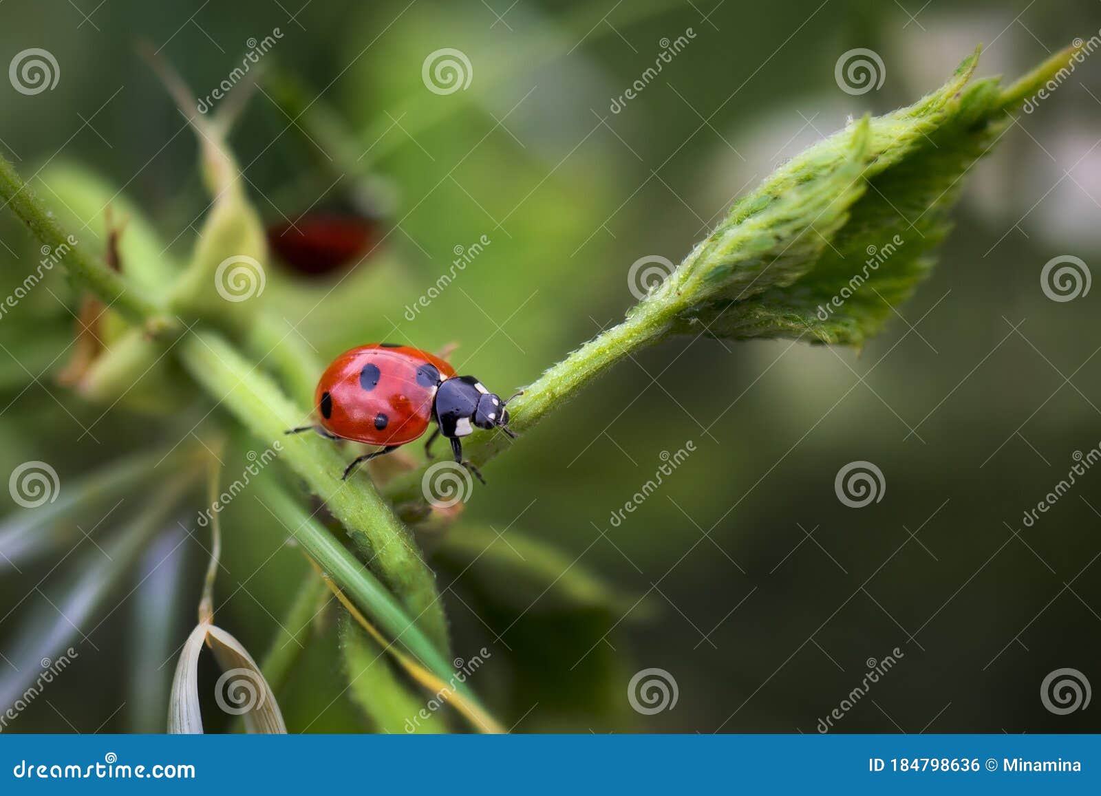 Ladybug stock photo. Image of pink, flora, green, climbing - 184798636