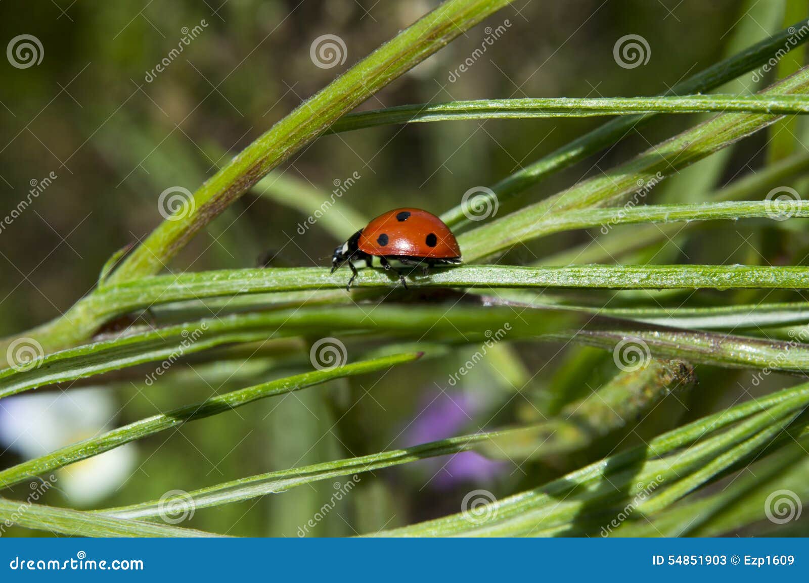 Ladybug stock image. Image of insect, wild, blade, observation - 54851903