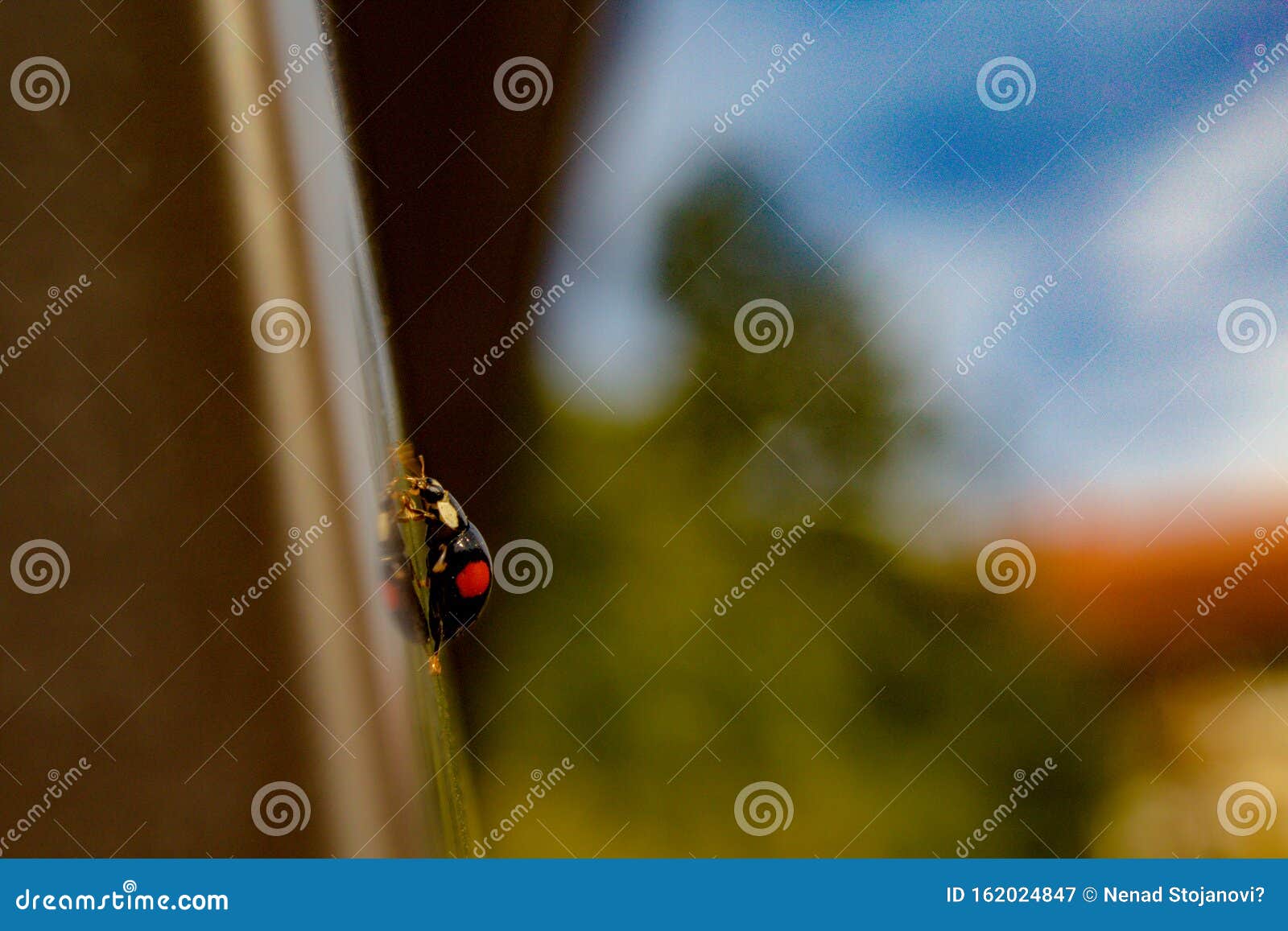 Ladybug climbing on wall stock image. Image of wall - 162024847