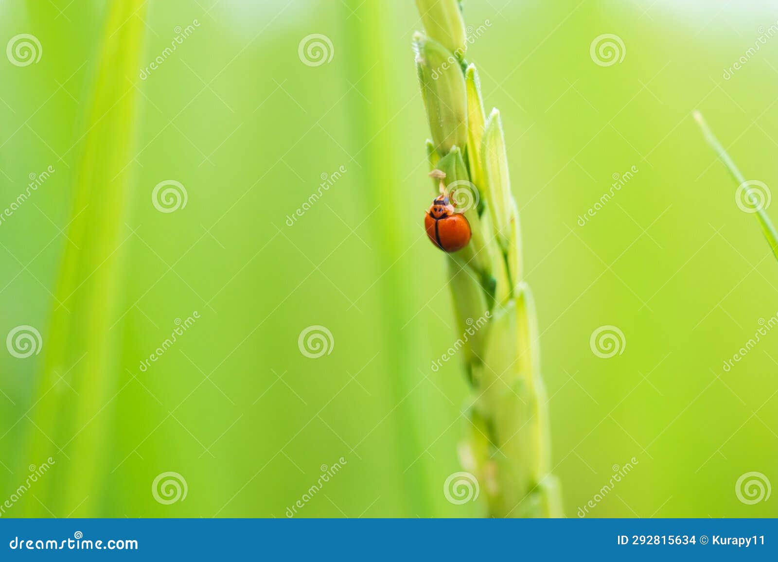 Ladybug Clings To Grain of Rice Stock Photo - Image of early, zoom ...