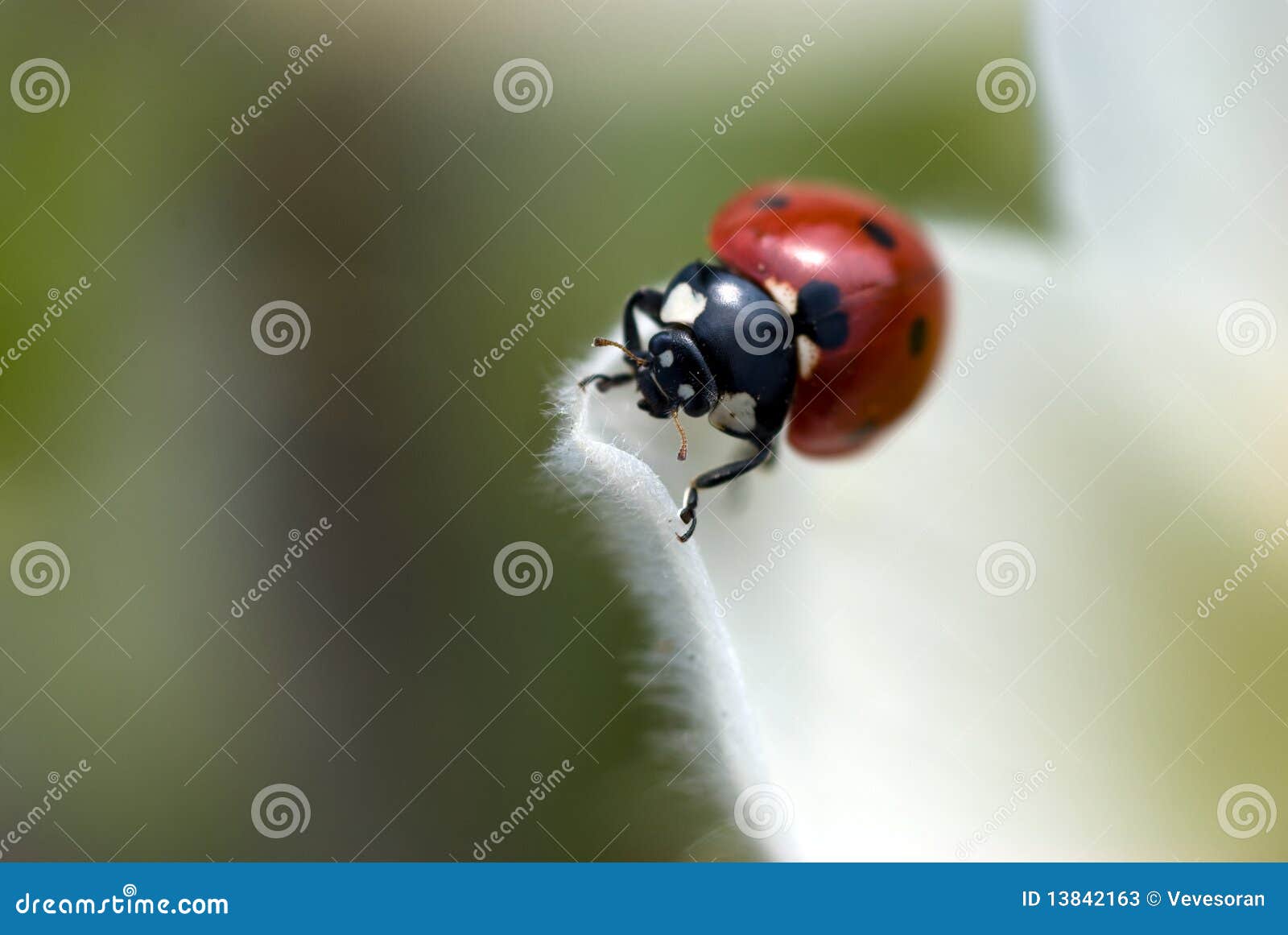 Ladybug close-up stock image. Image of close, single - 13842163