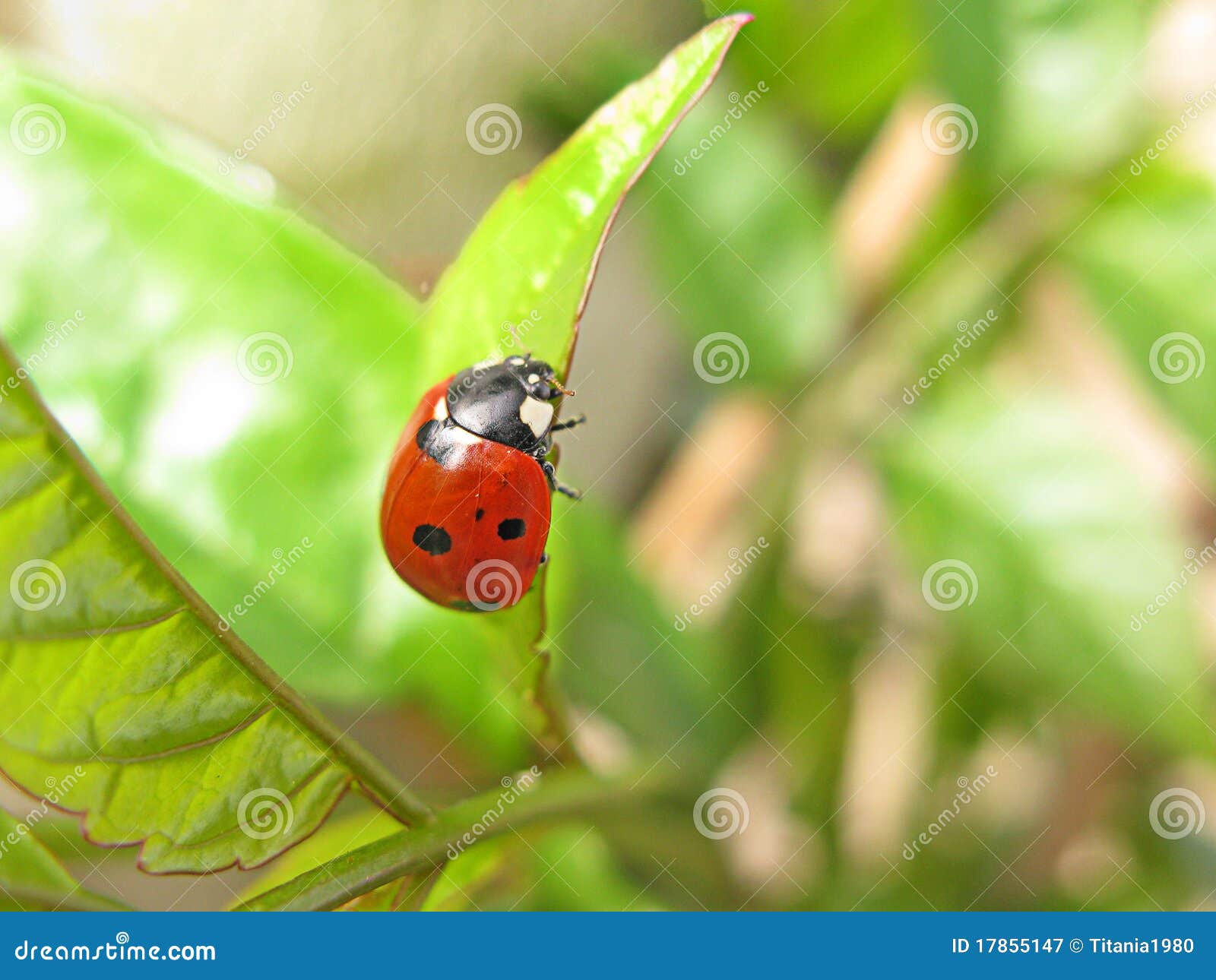 Ladybug close-up stock image. Image of biology, zoology - 17855147
