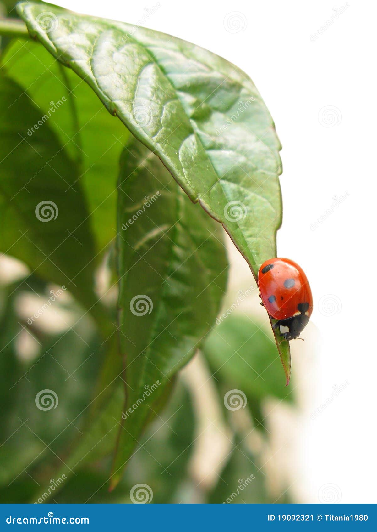 Ladybug close-up stock image. Image of detail, insect - 19092321
