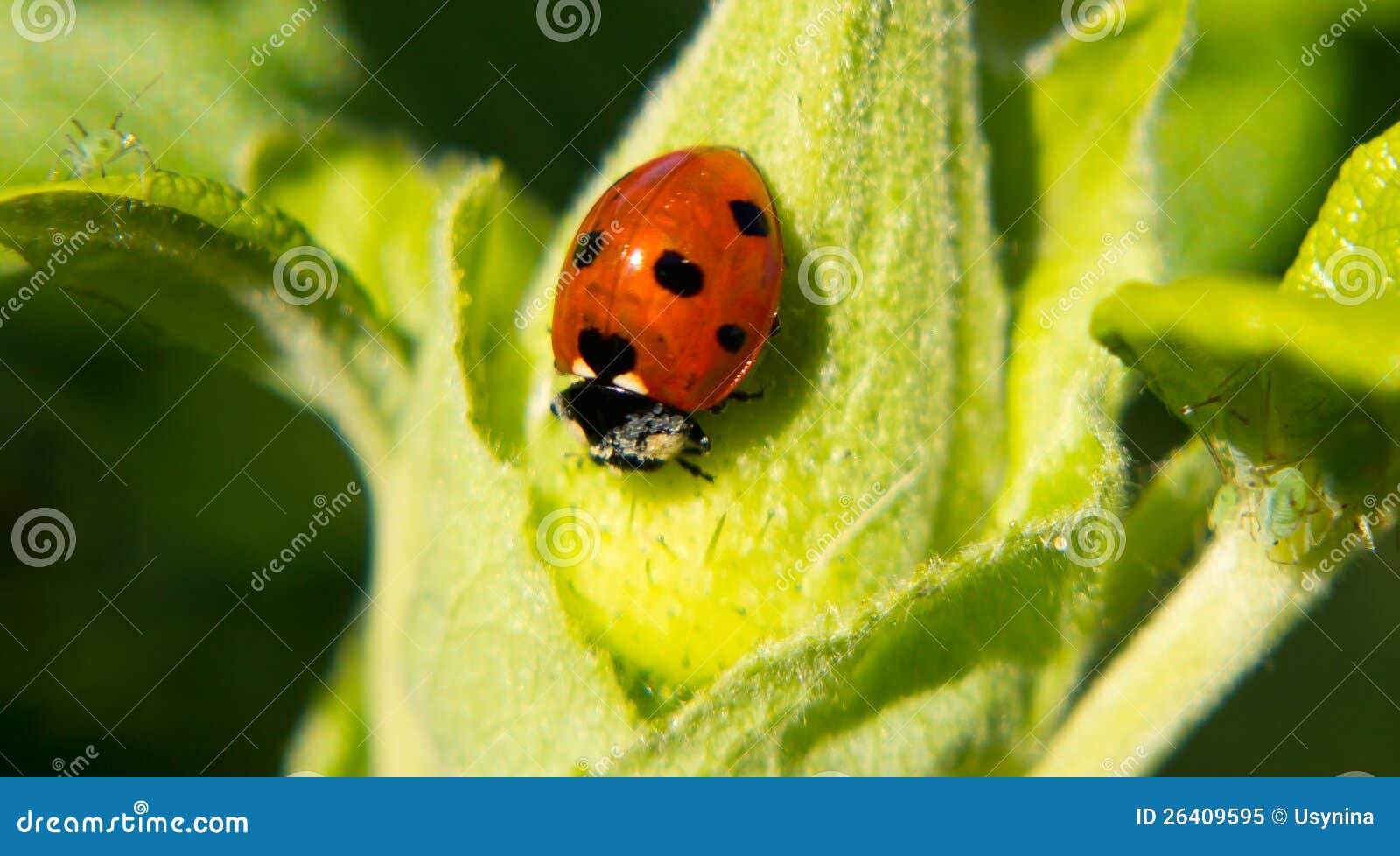 Ladybug close-up stock image. Image of ladybird, plant - 26409595
