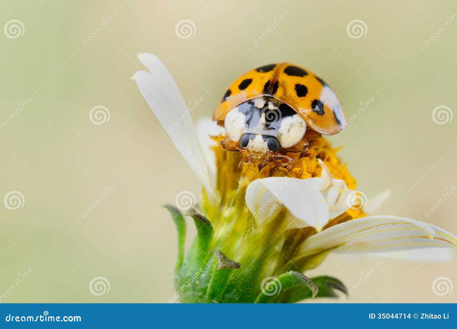 A ladybug close-up stock photo. Image of nature, ecological - 35044714