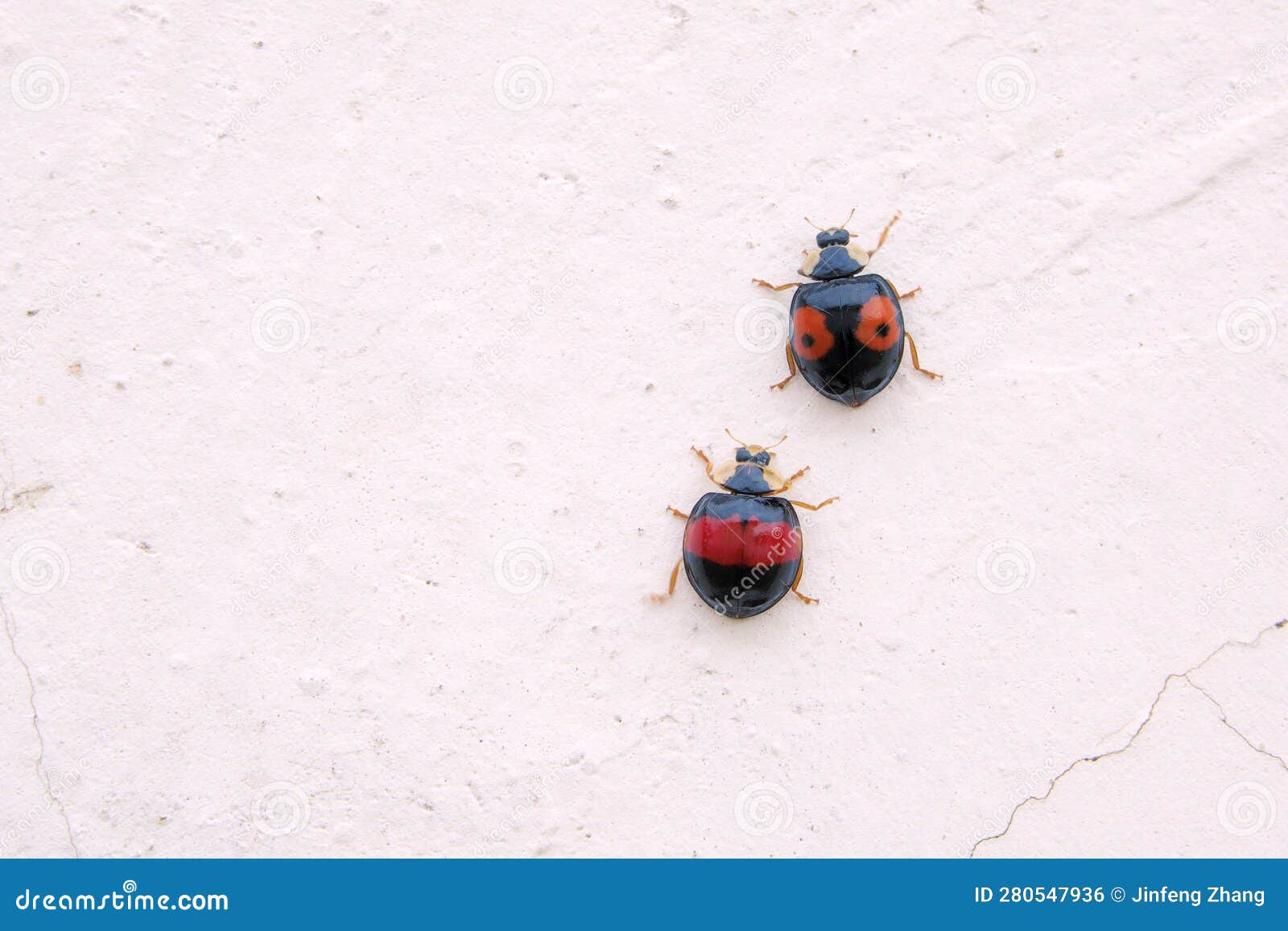 Ladybug stock photo. Image of natural, life, beetles - 280547936