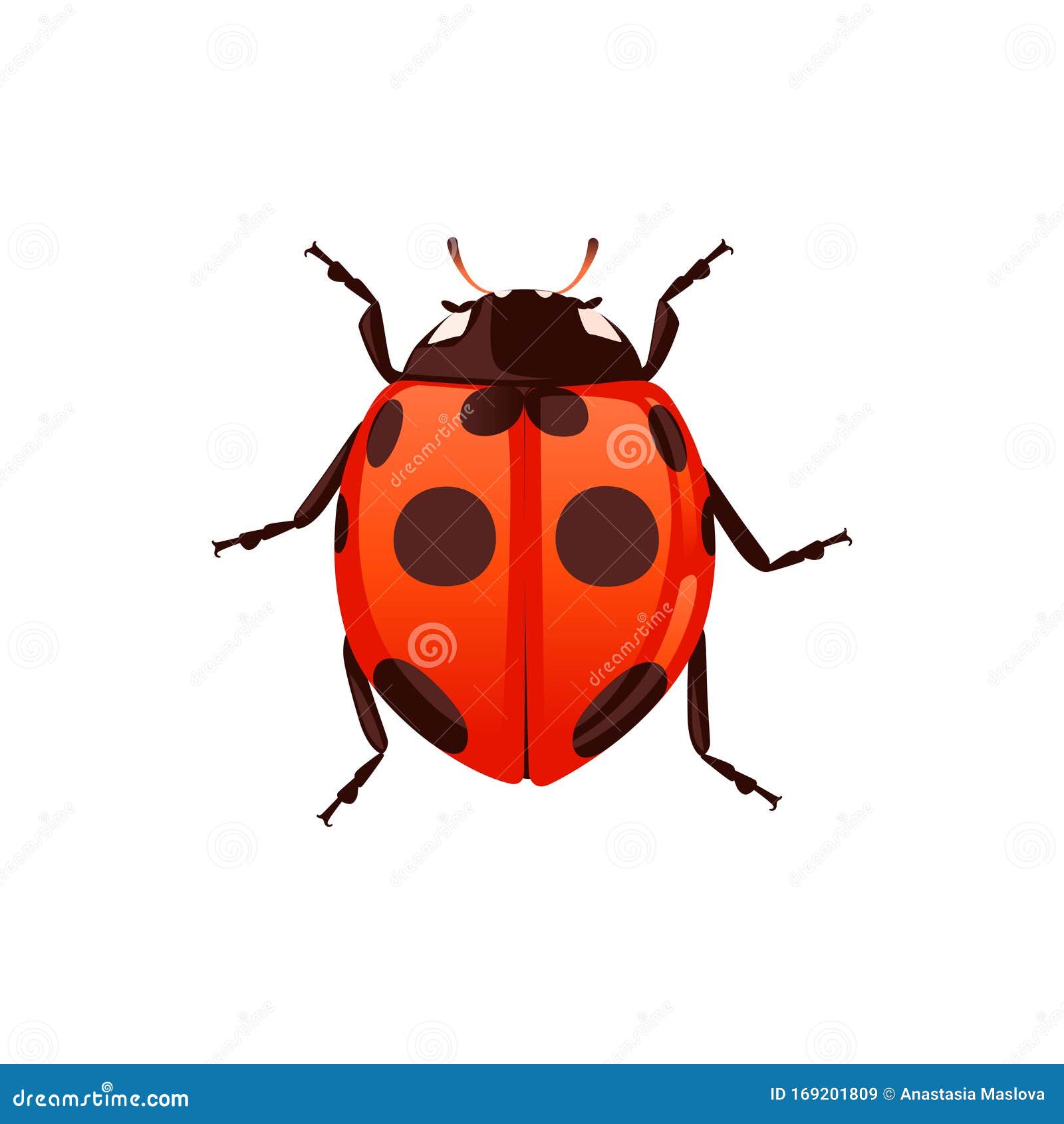 Ladybug with Closed Shell Beetle Cartoon Bug Design Flat Vector ...