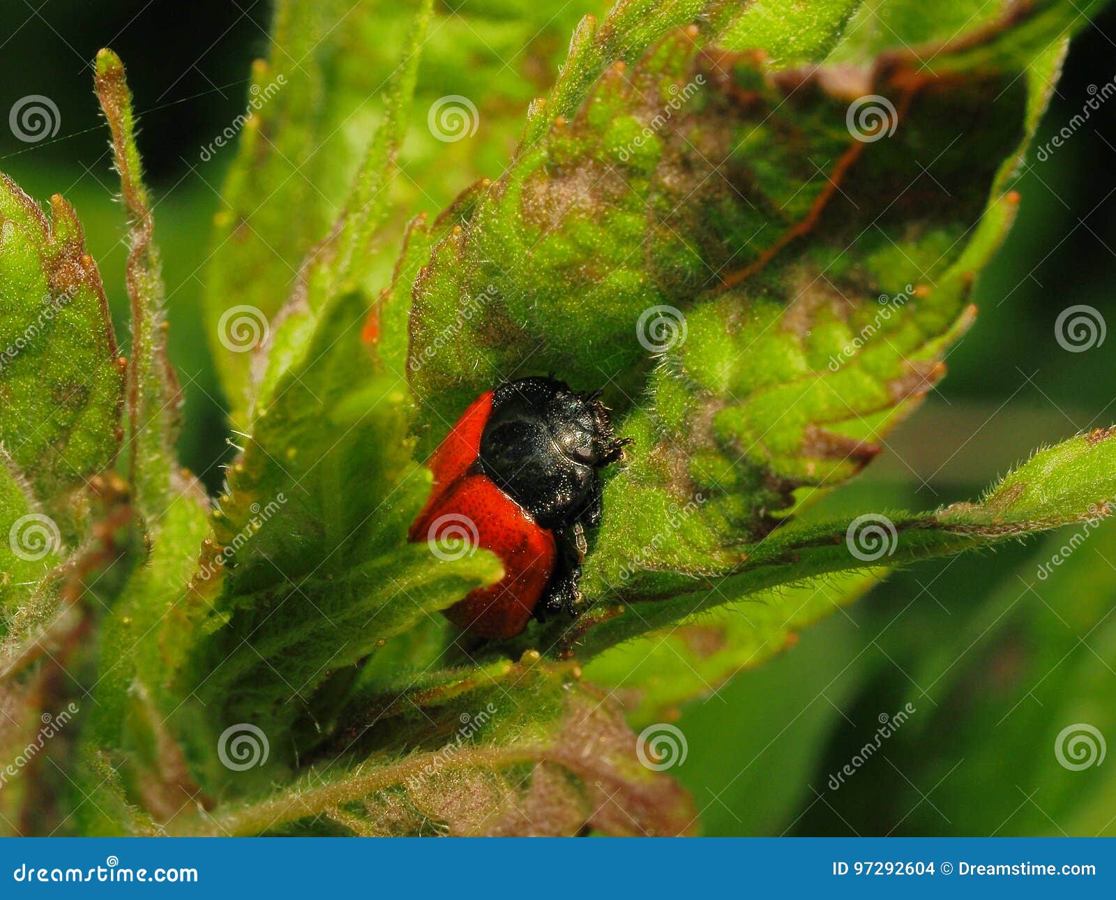 Ladybug stock photo. Image of closeup, habitat, plant - 97292604