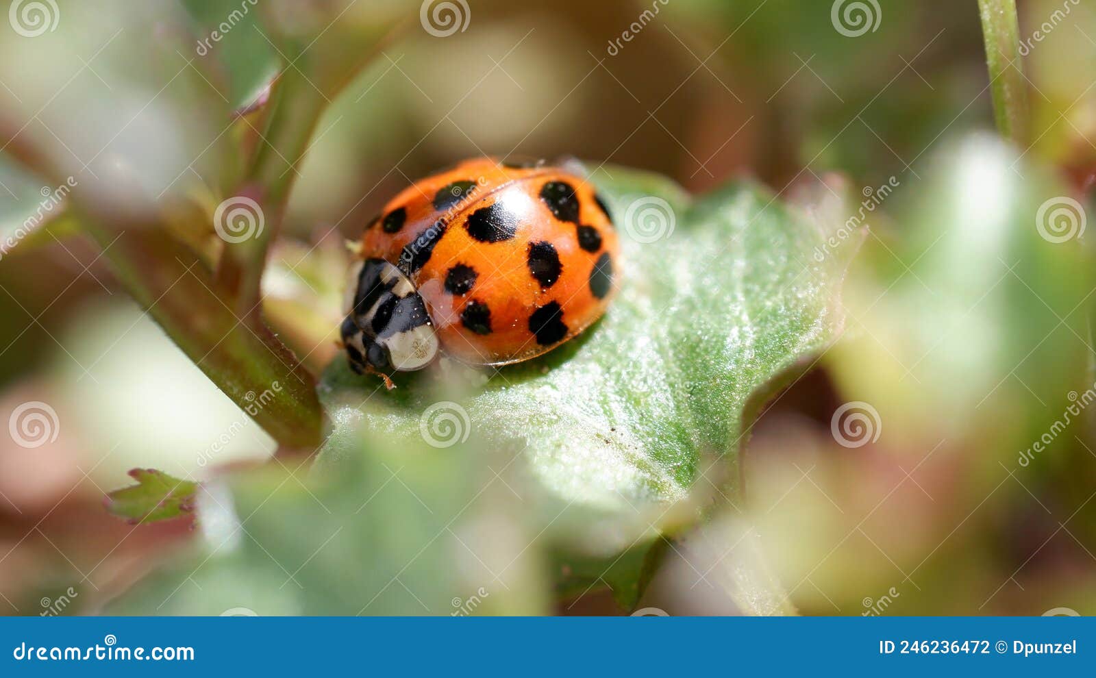 Ladybug closeup on a leaf stock photo. Image of arthropod - 246236472