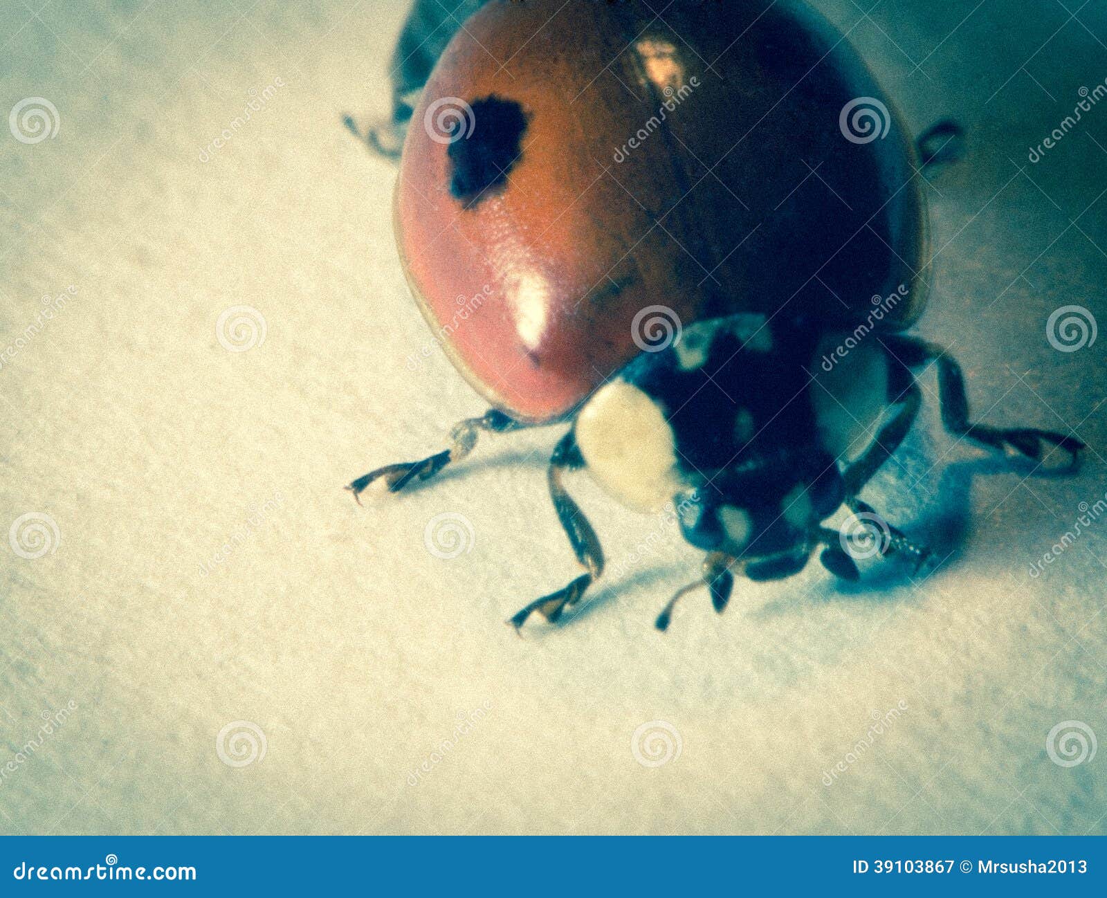 Ladybug stock image. Image of crawl, aphid, feet, beetle - 39103867