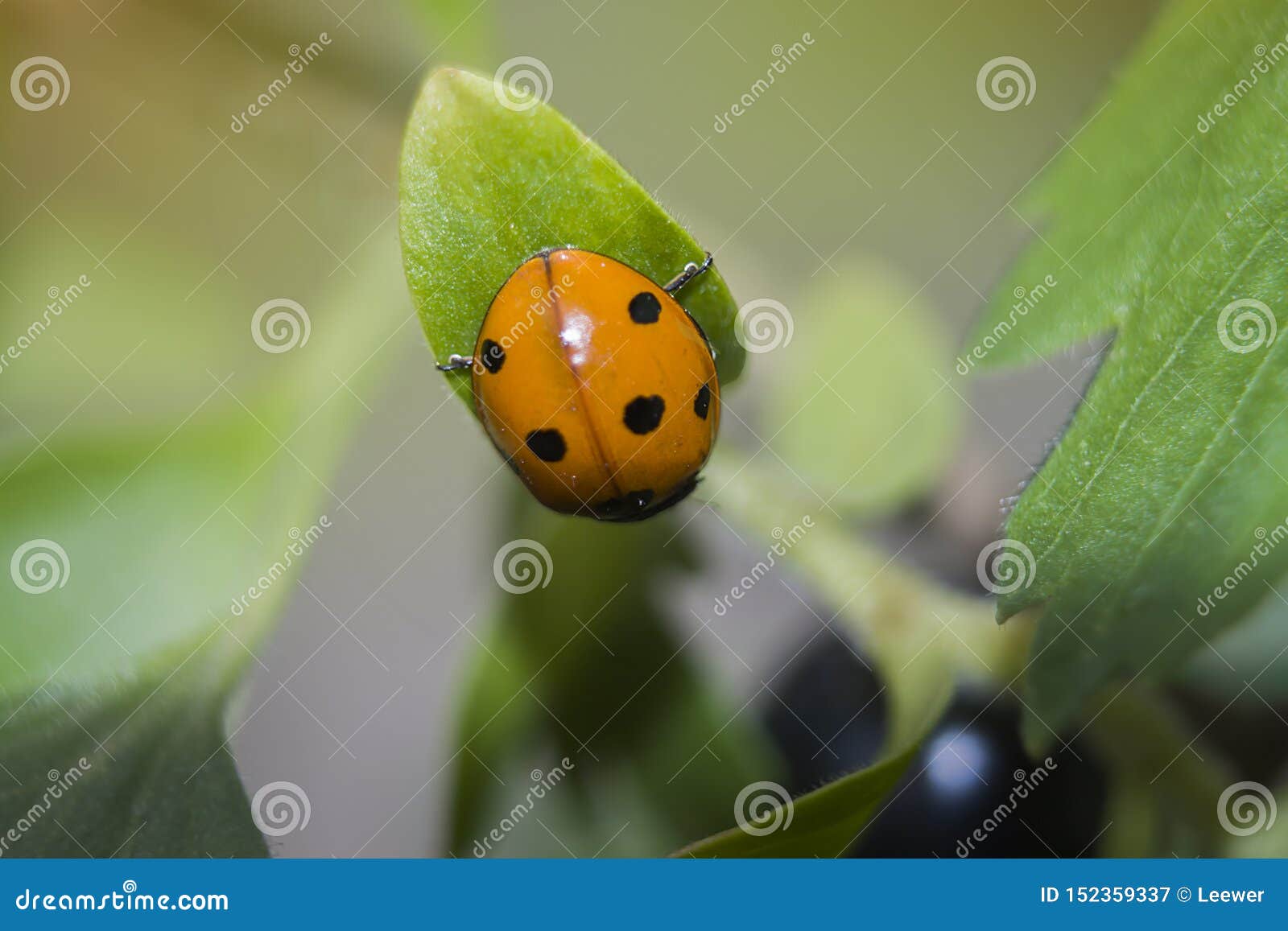 Ladybug Closeup Sitting on a Leaf Stock Image - Image of ladybird ...