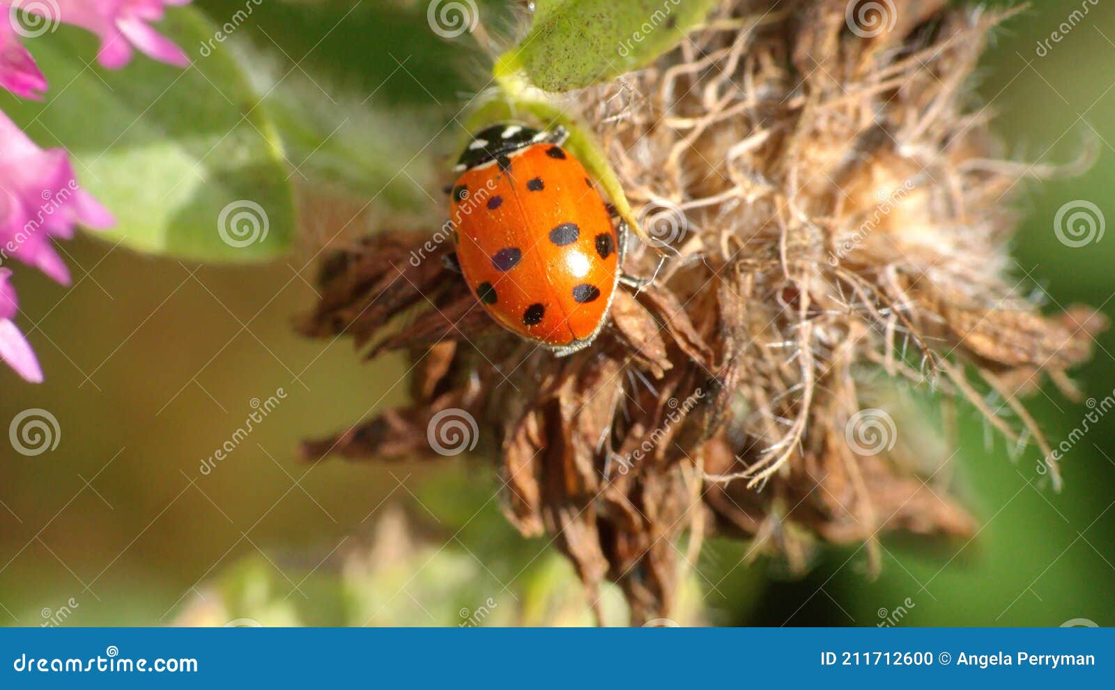 Ladybug on a clover flower stock photo. Image of dead - 211712600