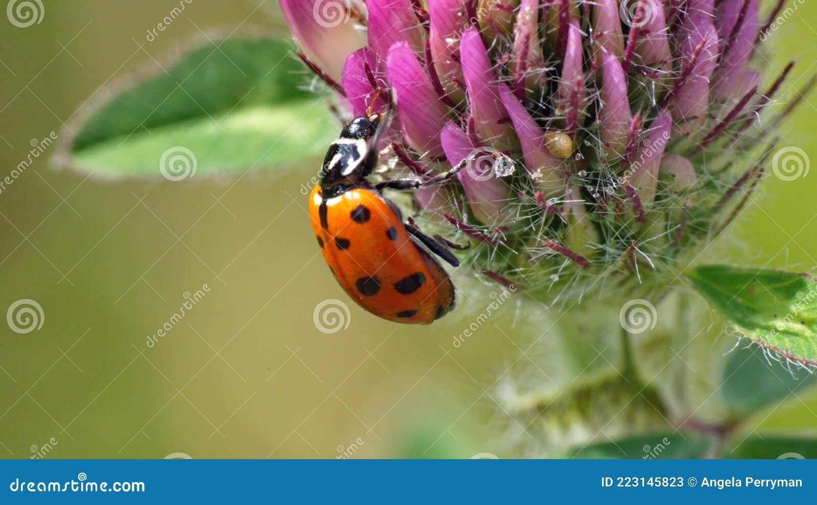 Ladybug on a clover flower stock image. Image of clover - 223145823