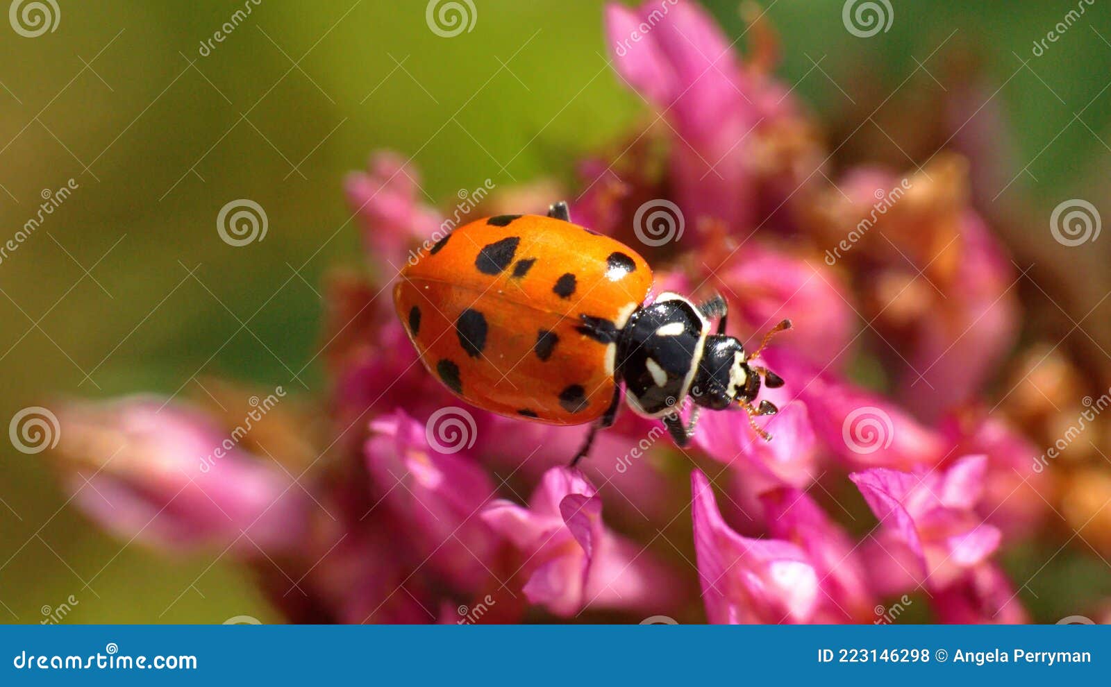 Ladybug on a clover flower stock photo. Image of america - 223146298