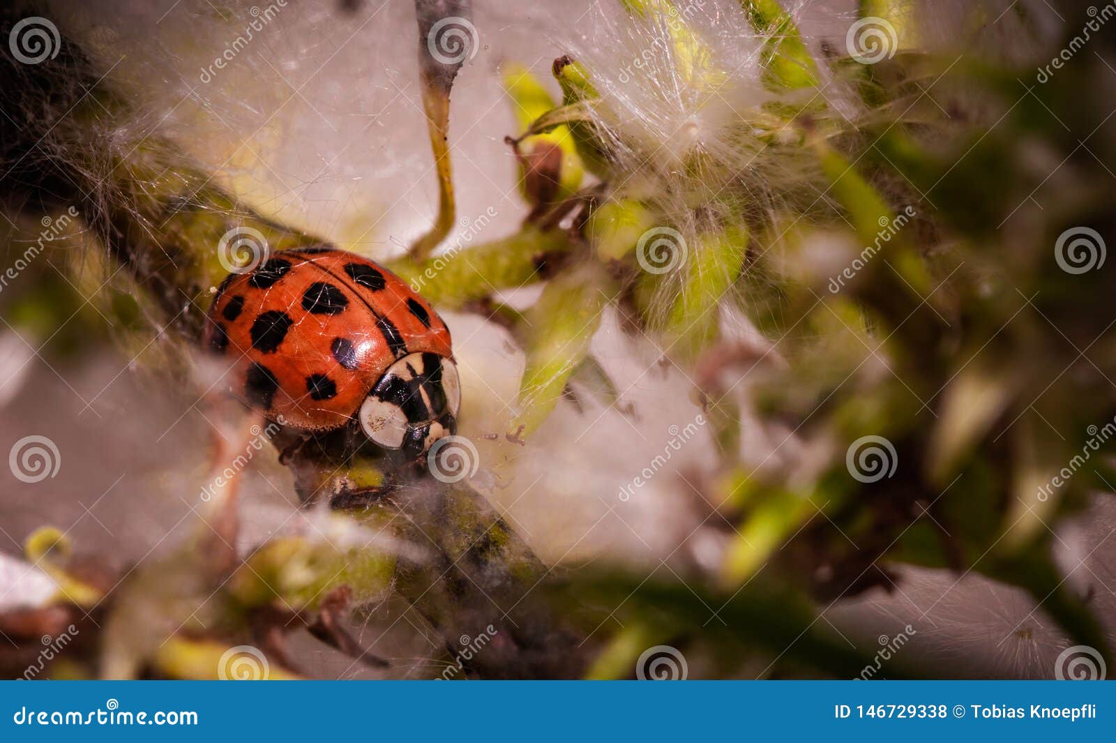 Ladybug in Cobwebs and Dandelion Seeds Stock Photo - Image of cobwebs ...