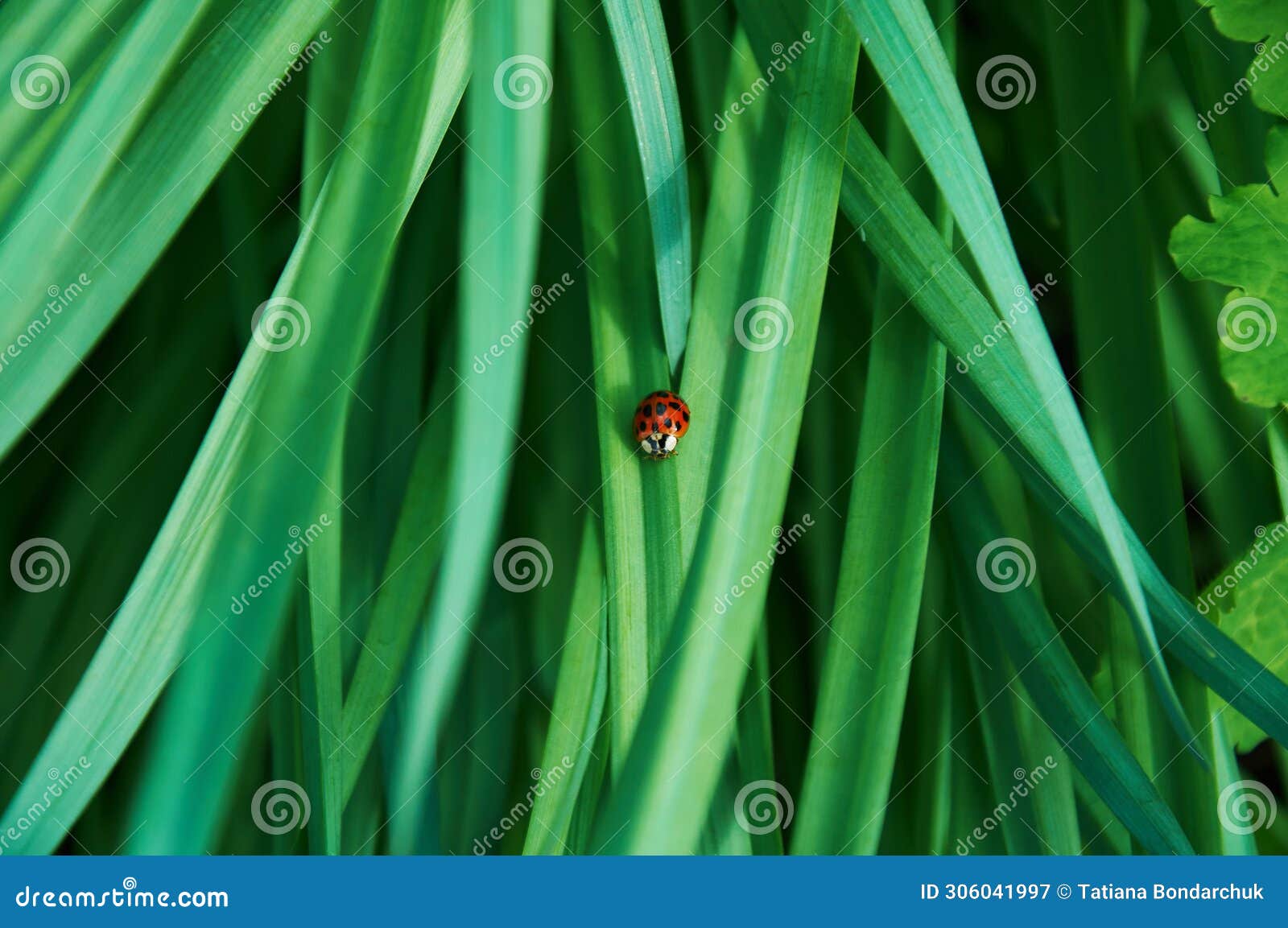 Ladybug Coccinellidae on Green Grass Stock Image - Image of animal ...