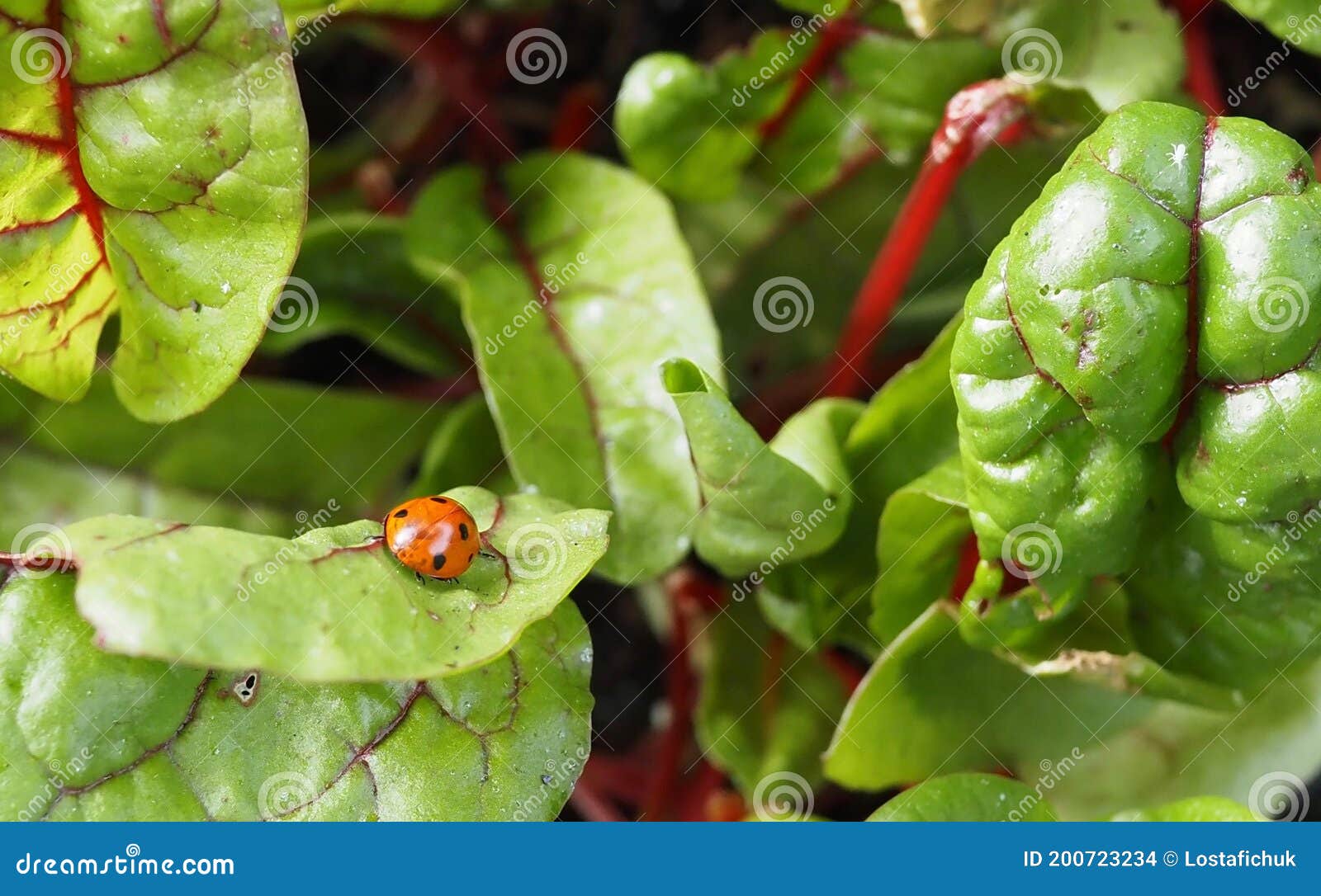 Ladybug or Coccinellids on Swiss Chard Leaf Stock Photo - Image of ...