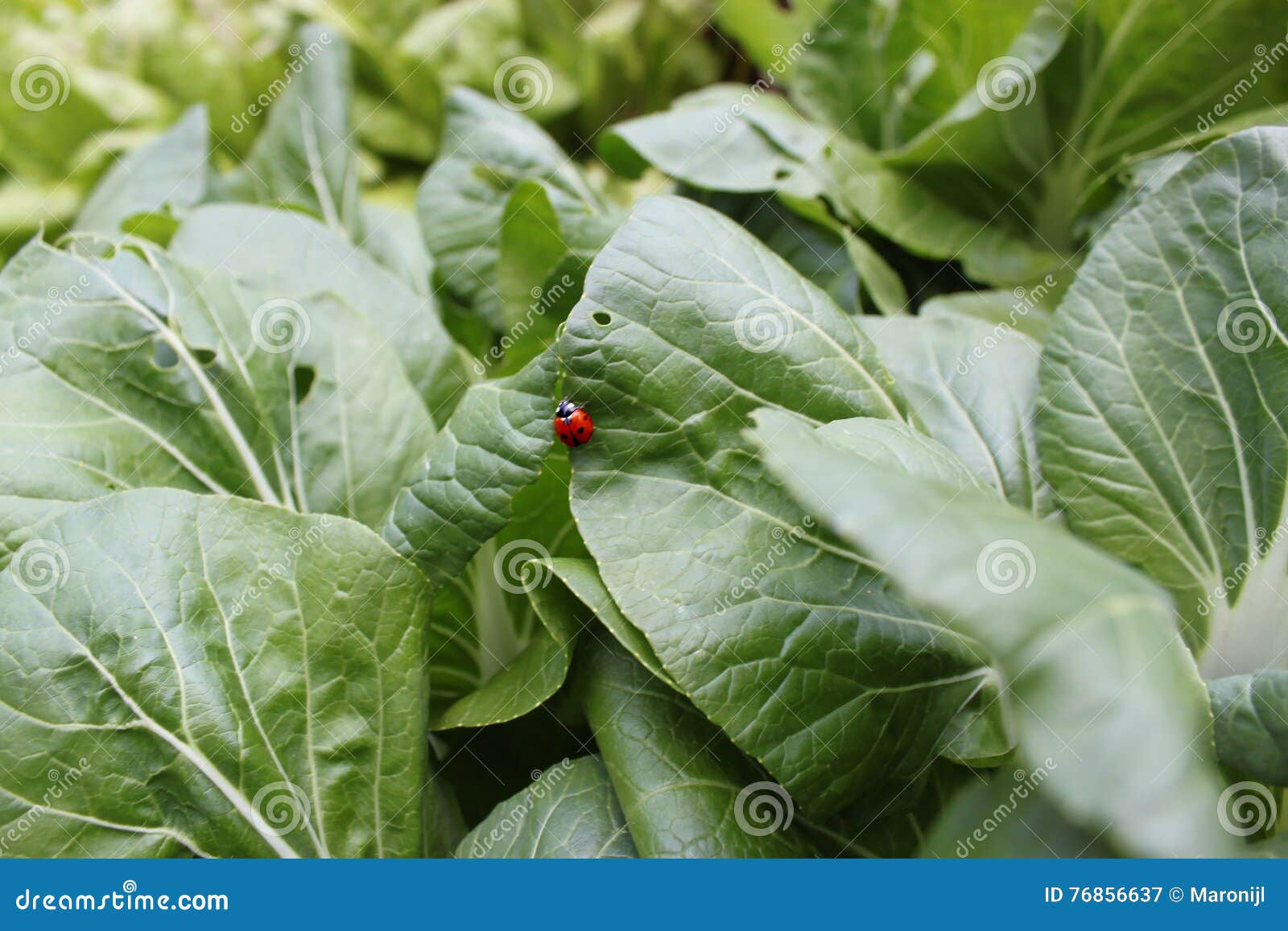 Collard Patch Photos - Free & Royalty-Free Stock Photos from Dreamstime