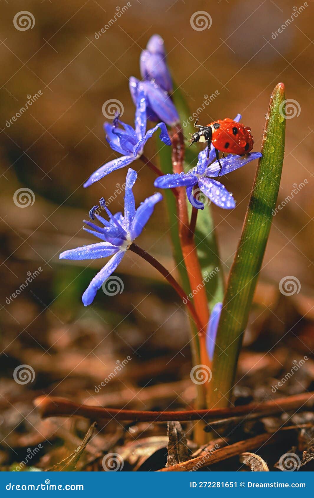 Ladybug on Common Violets Viola Odorata in Spring Rain Stock Image ...