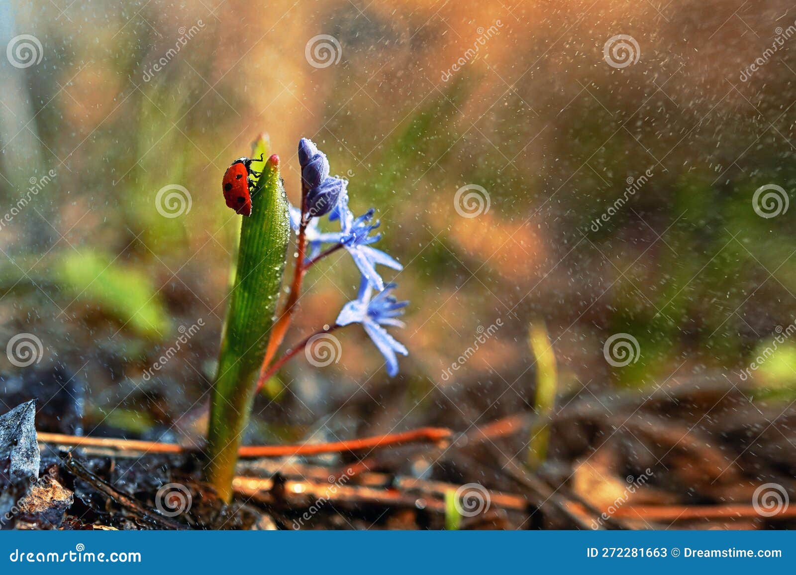 Ladybug on Common Violets Viola Odorata in Spring Rain Stock Image ...