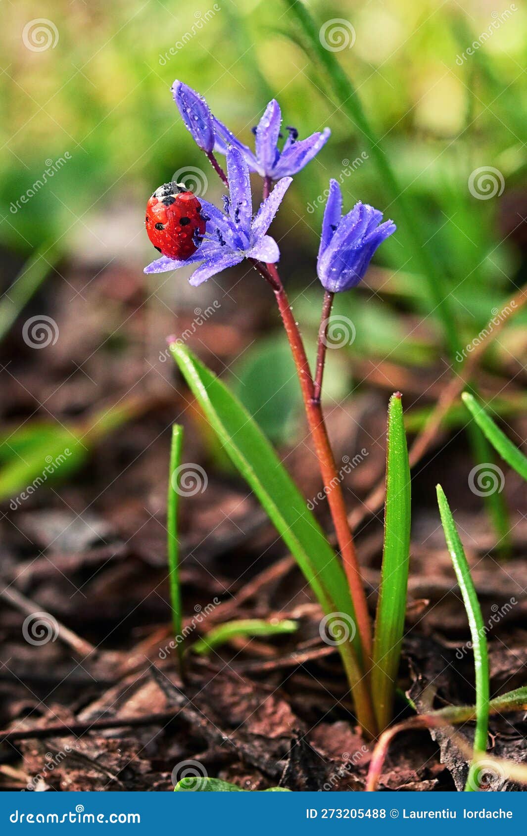 Ladybug on Common Violets Viola Odorata in Spring Rain Stock Photo ...