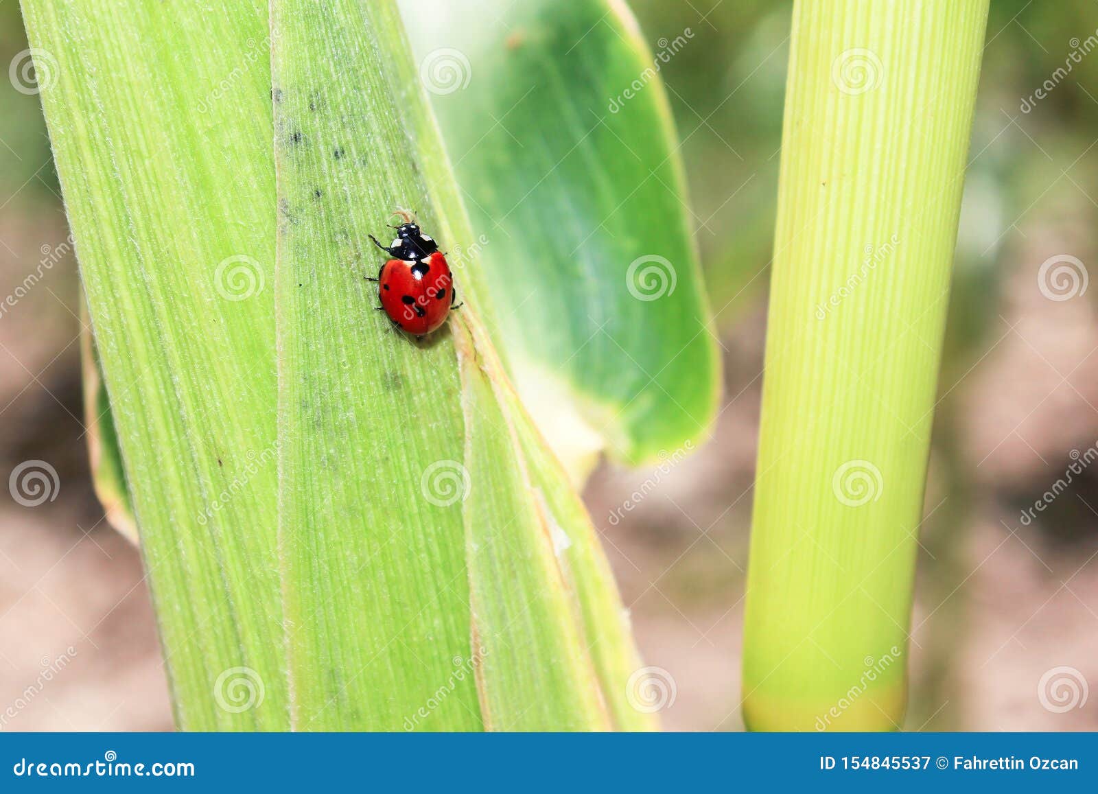 Ladybug On A Corn Cob Leaf Royalty-Free Stock Photography ...