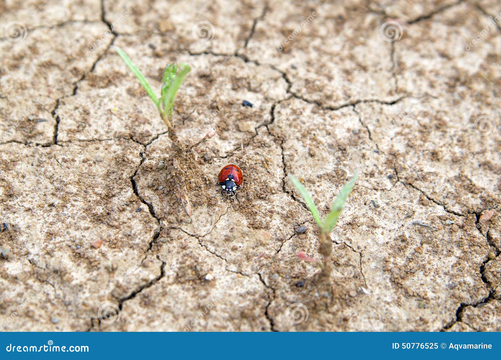 Ladybug Crawling on a Cracked Ground Stock Image - Image of environment ...