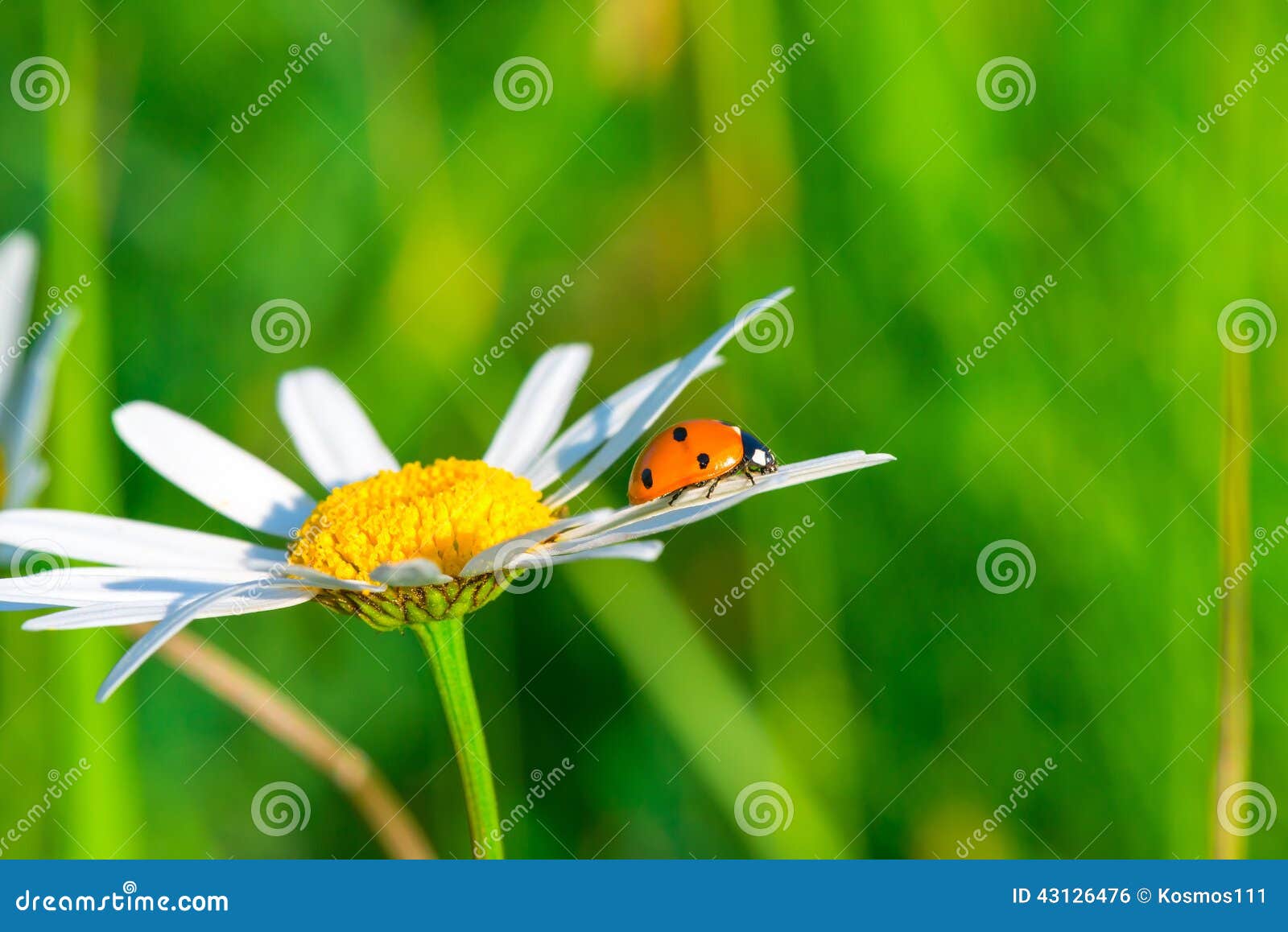 Ladybug Crawling on a Daisy Stock Photo - Image of colors, beautiful ...