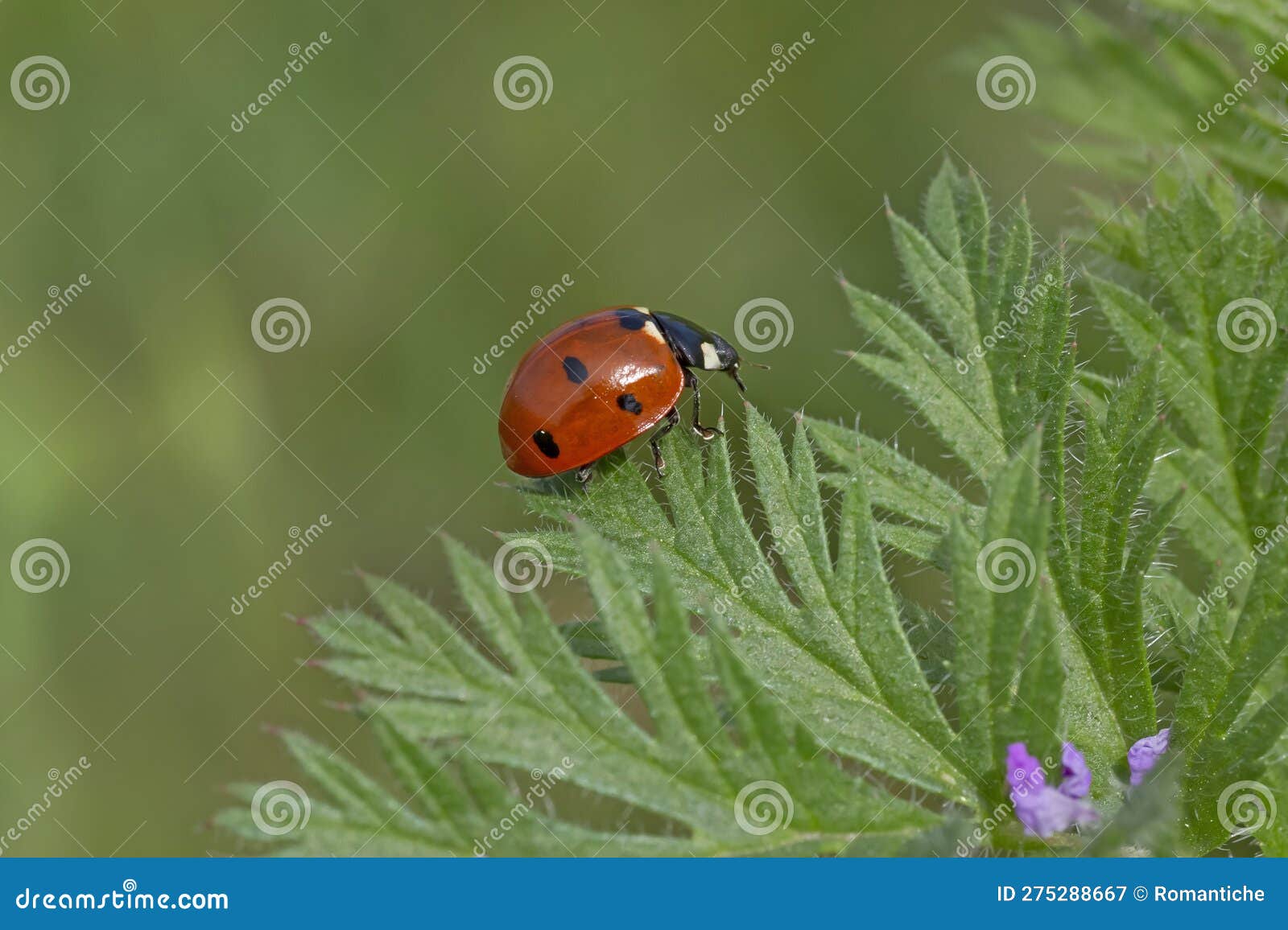 Ladybug Crawling by the Edge of Green Leaf Stock Image - Image of ...