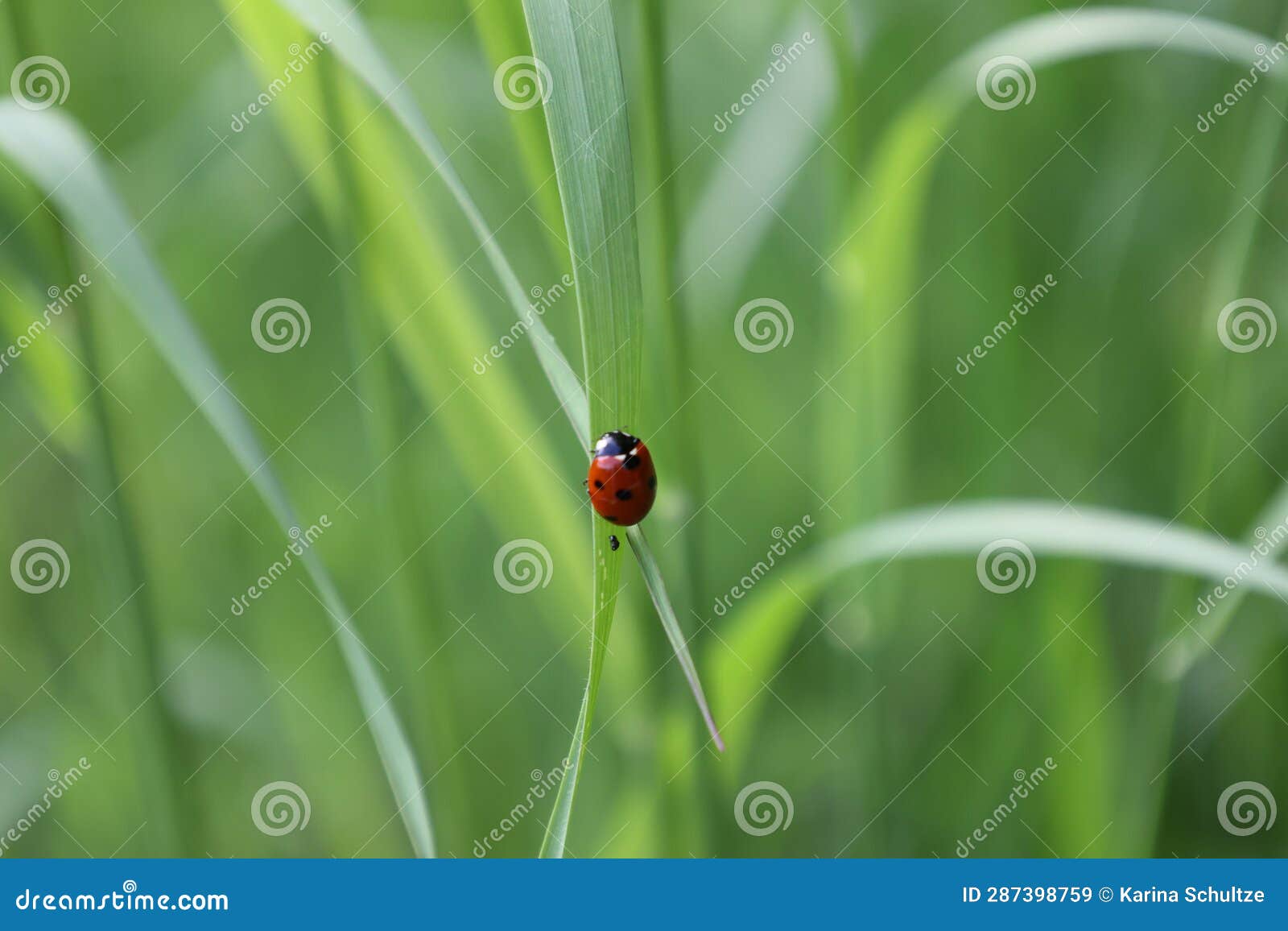 Ladybug Crawling on Green Leaf Stock Image - Image of nature, beetle ...