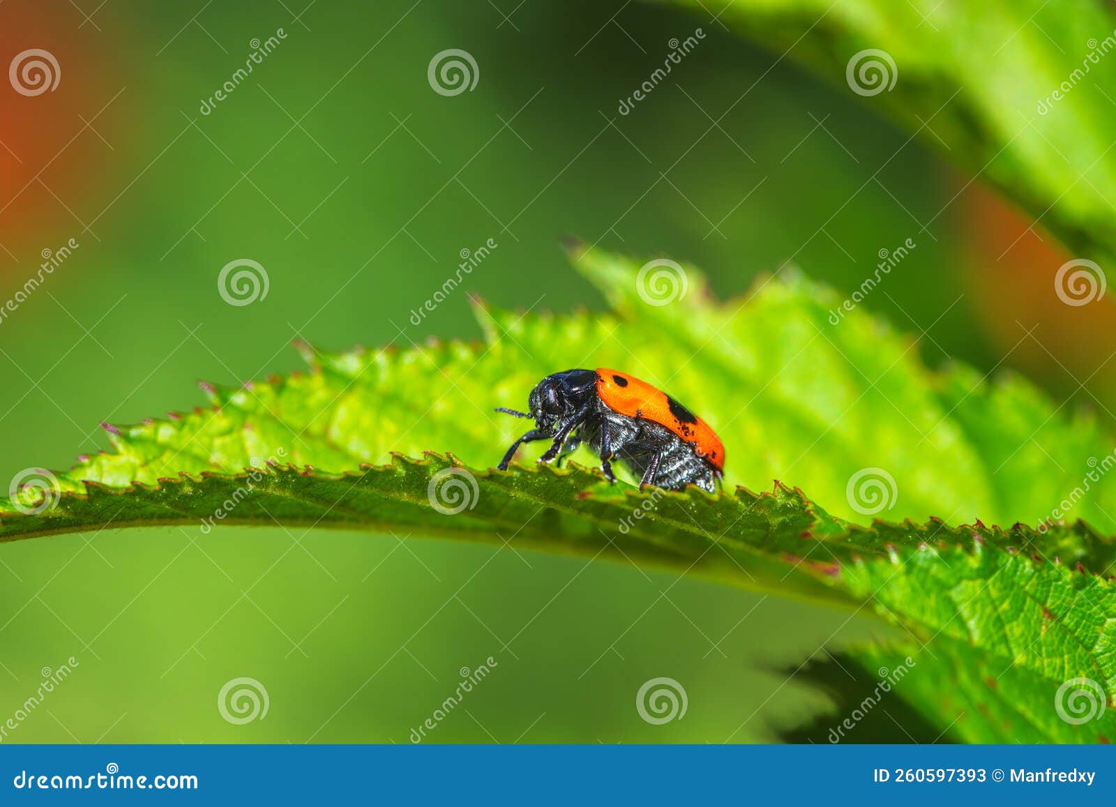Ladybug Crawling on a Green Leaf Stock Image - Image of ladybird ...