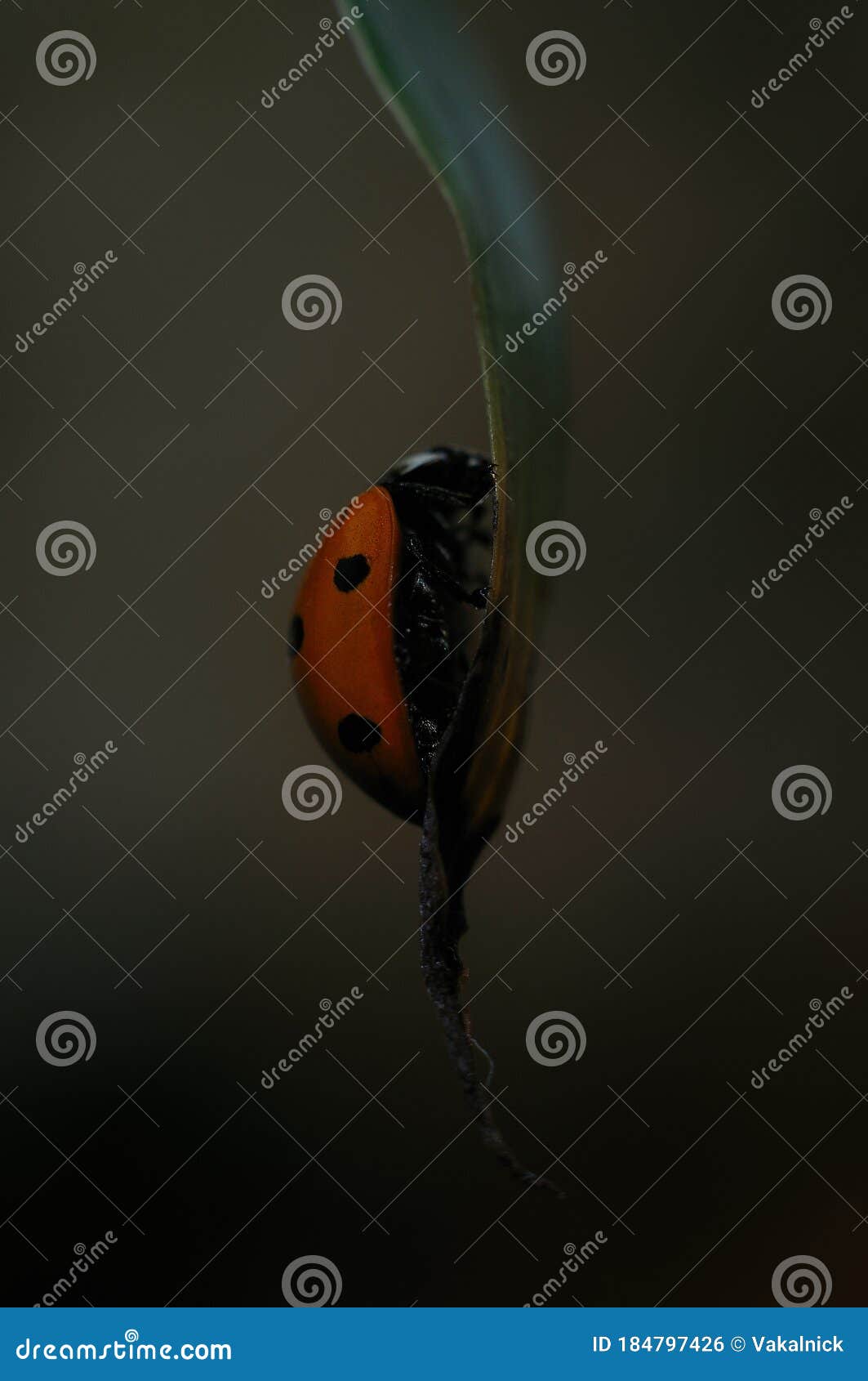 Ladybug Crawling Upside Down On A Fir Needle Stock Photo ...