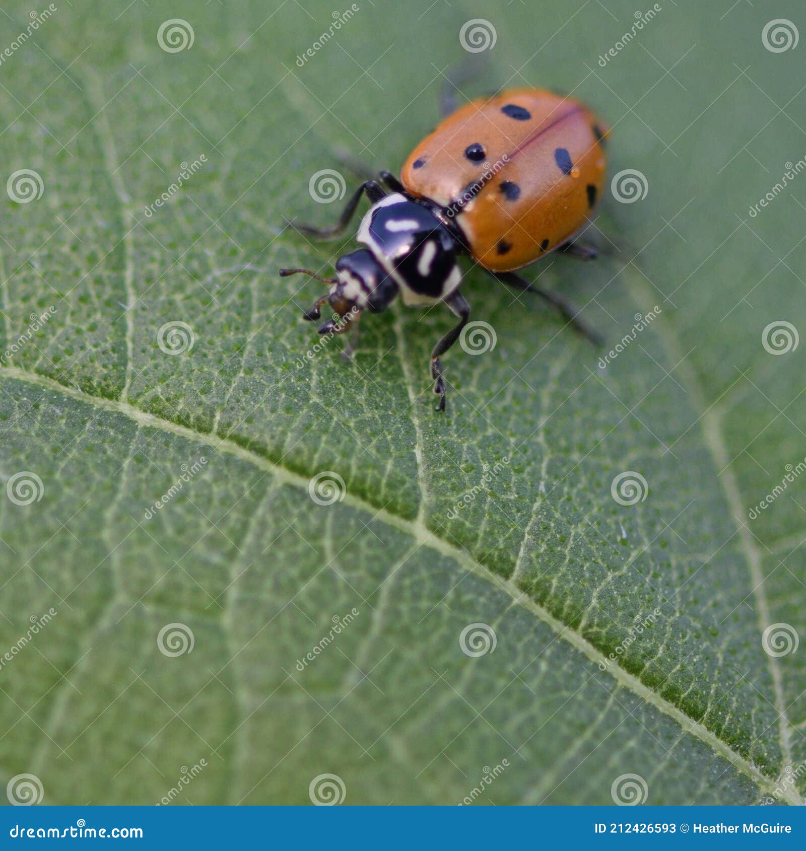 Ladybug Crawling on a Green Leaf Macro Photo Stock Image - Image of ...
