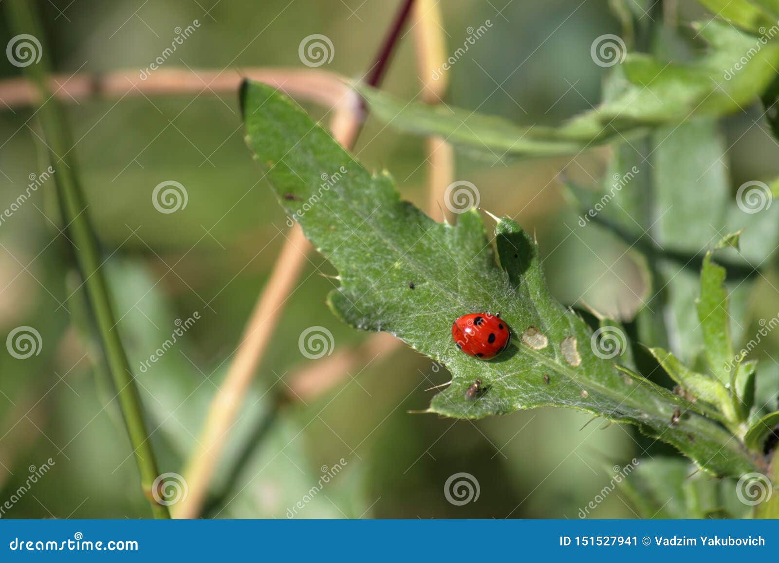 Ladybug Crawling on a Green Plant Stock Image - Image of animal ...