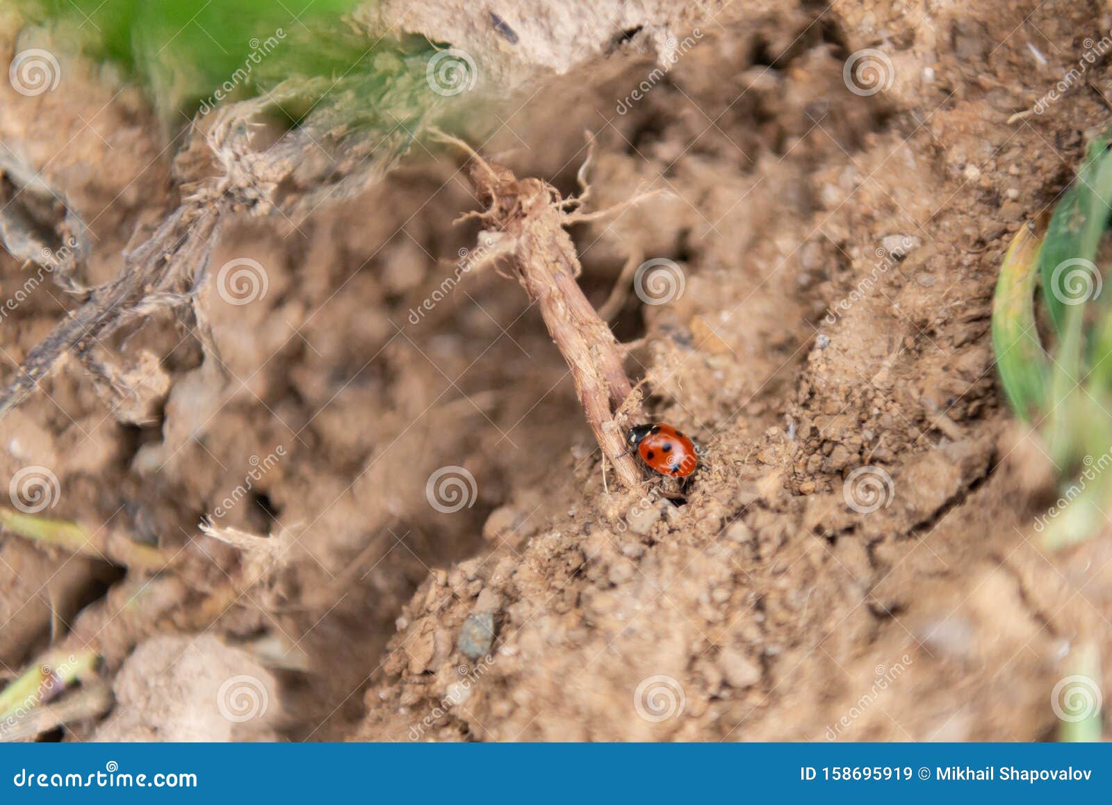 Ladybug crawling stock image. Image of organic, botany - 158695919