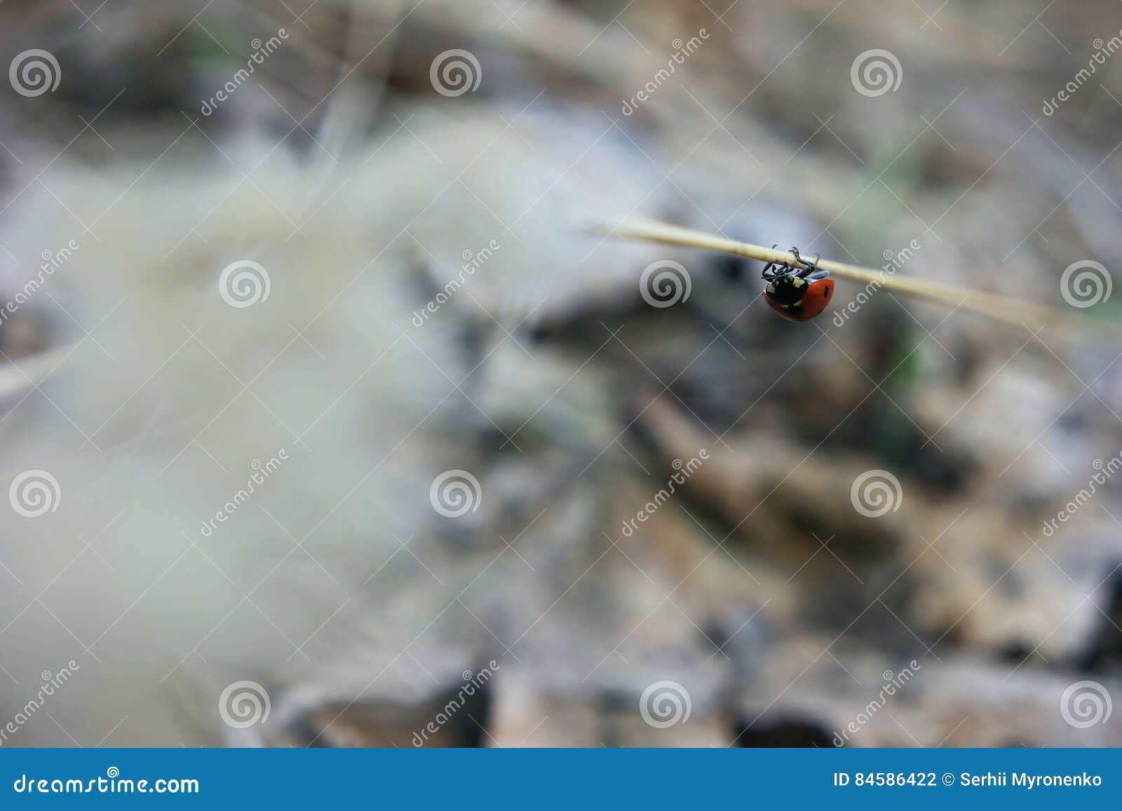 Ladybug Crawling on Spikelet Dow Stock Photo - Image of outdoor, plant ...