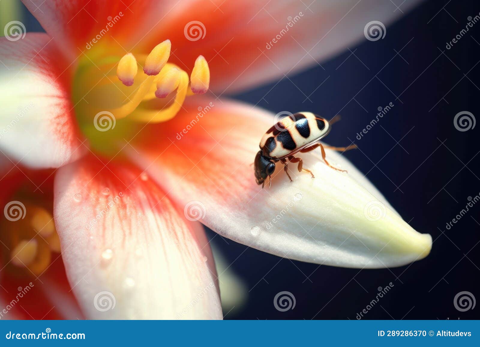 Ladybug Crawling on a Stamen of a Lily Flower Stock Photo - Image of ...