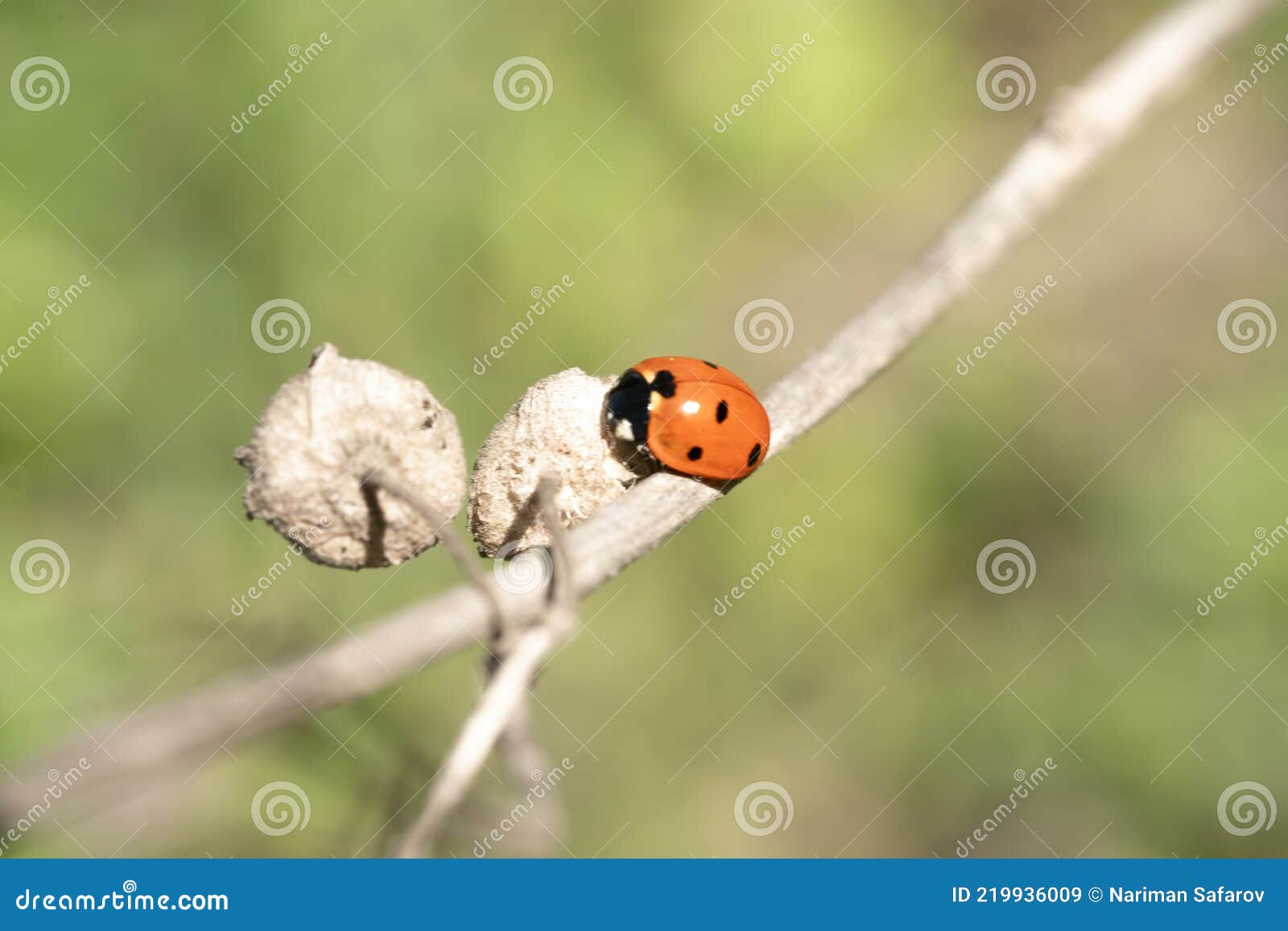 Ladybug Crawling on a Tree Branch Stock Image - Image of wallpaper ...