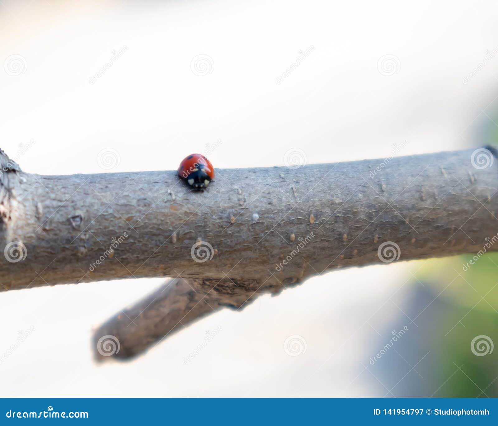 Beautiful Ladybug Crawling on Tree with Fresh Stock Image - Image of ...