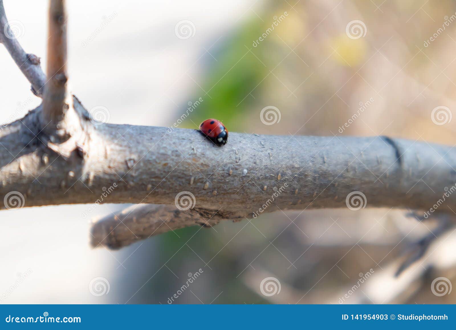 Beautiful Ladybug Crawling on Tree with Fresh Stock Image - Image of ...