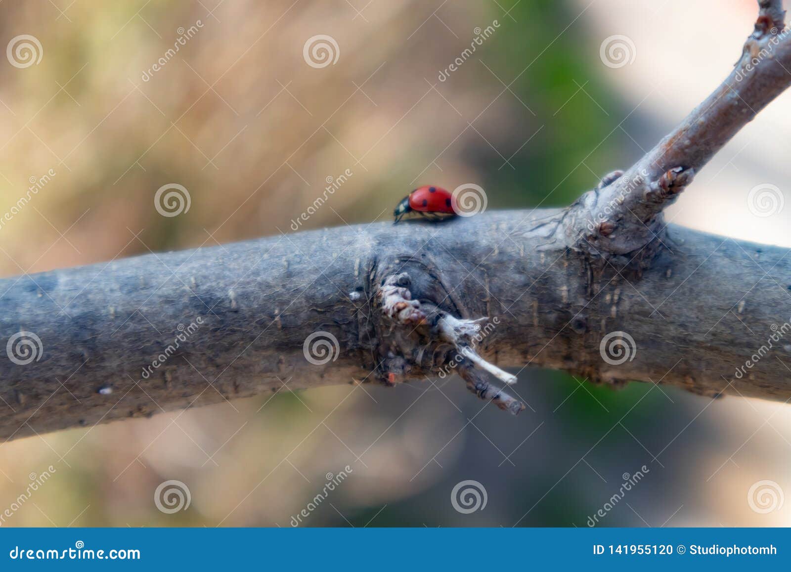 Beautiful Ladybug Crawling on Tree with Fresh Stock Photo - Image of ...