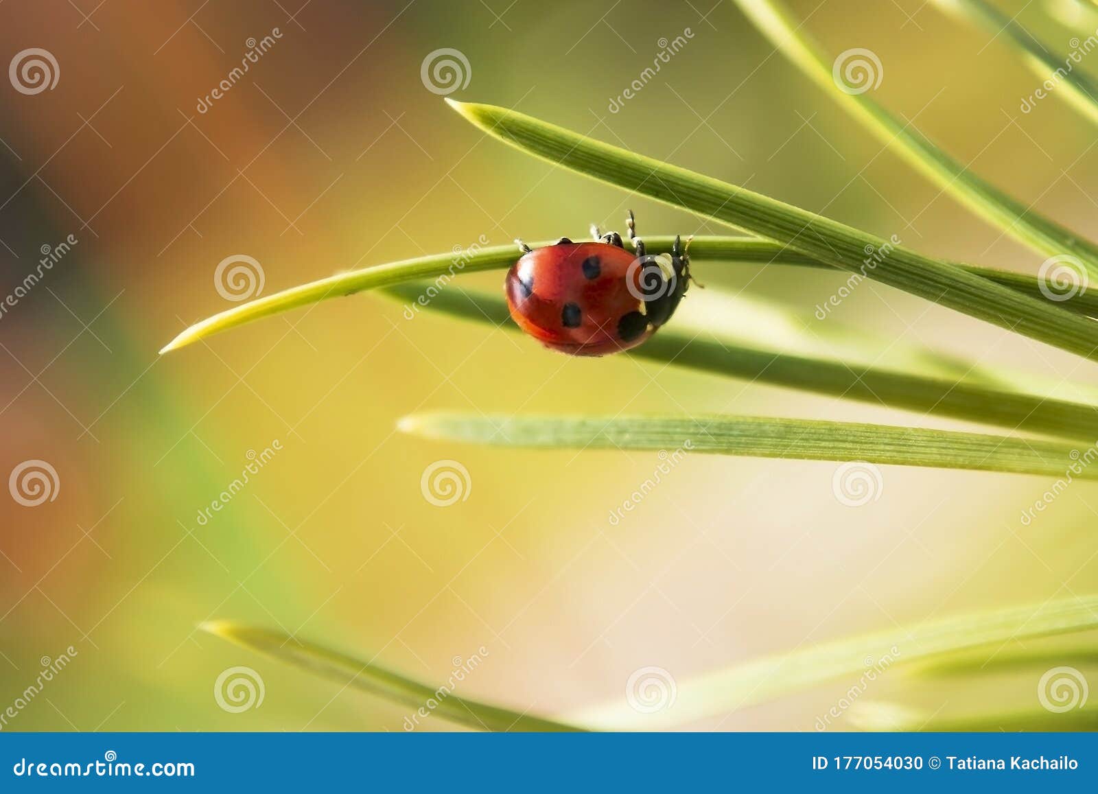 Ladybug Crawling Upside Down on a Fir Needle Stock Photo - Image of ...