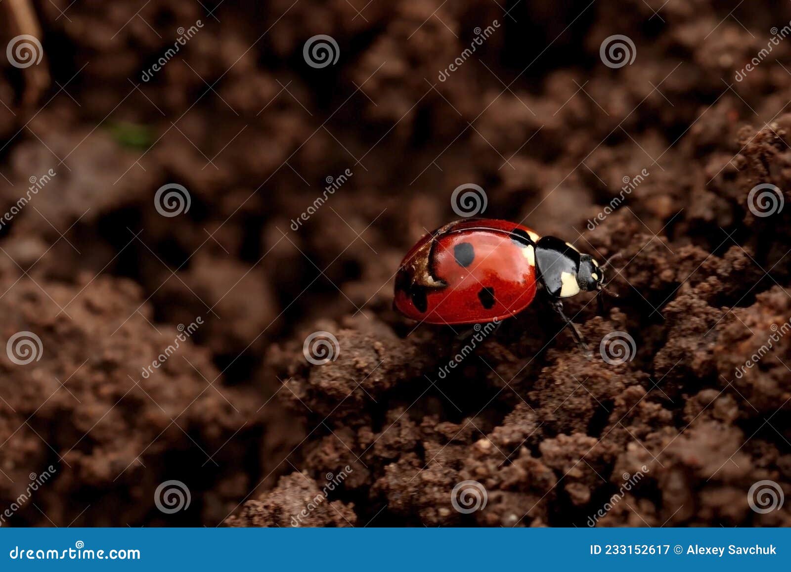 A Ladybug Crawls Quickly Over the Dug-up Black Earth. Close-up Stock ...