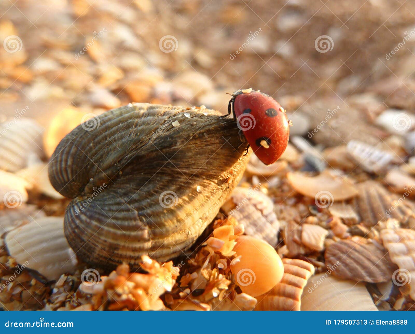 A Ladybug Crawls on a Seashell on the Beach Sunset Stock Image - Image ...
