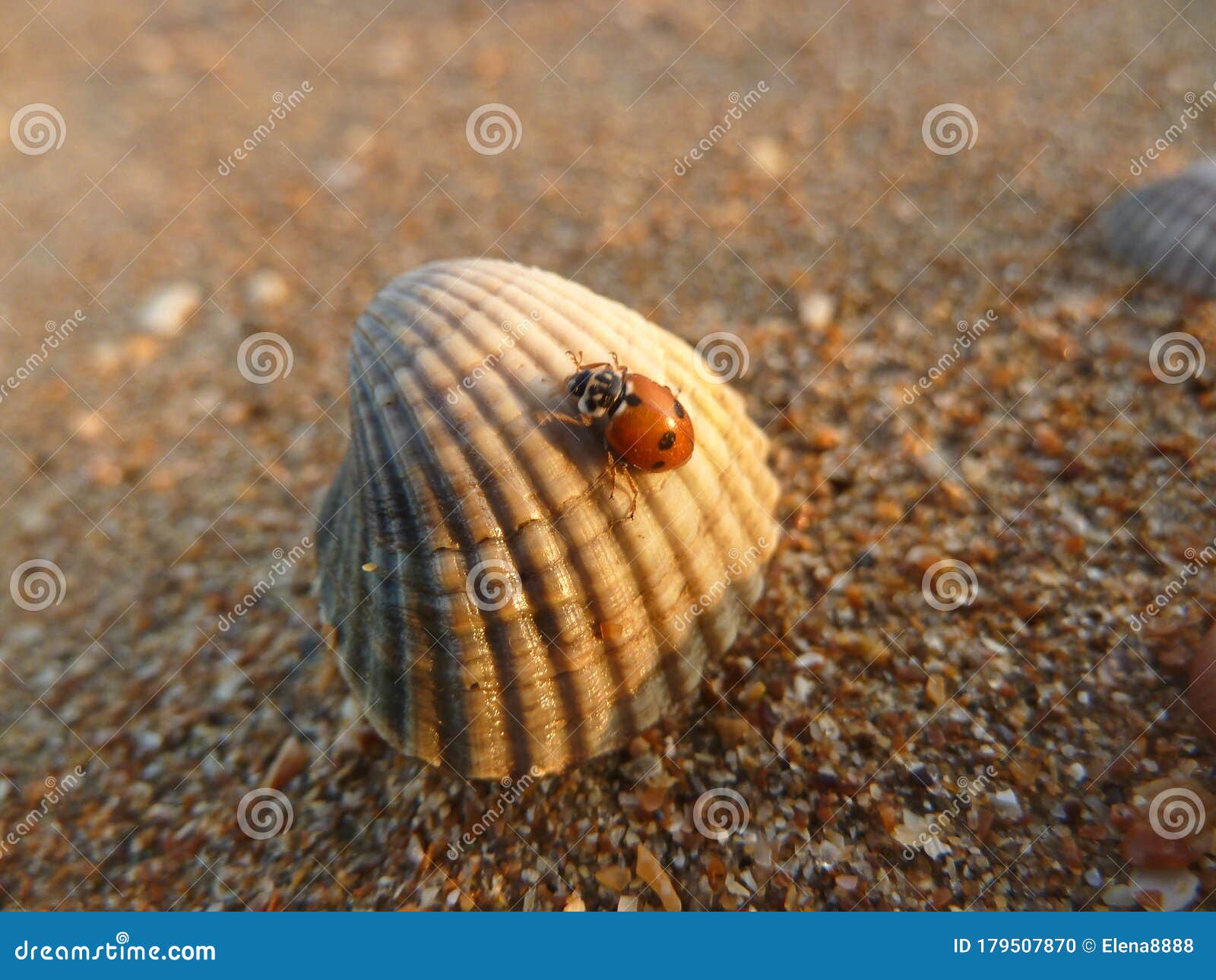 A Ladybug Crawls on a Seashell on the Beach Sunset Stock Photo - Image ...